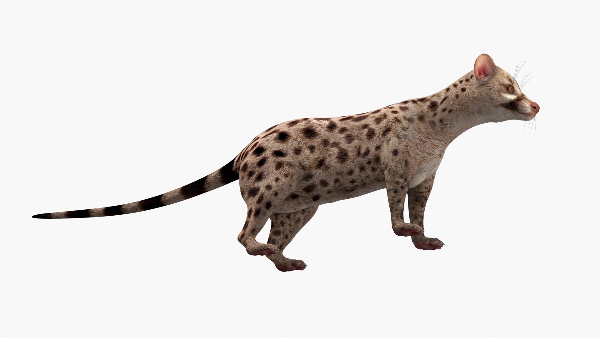 3D Model Asian Palm Civet Musang Spotted Coat Brown - TurboSquid 2465664