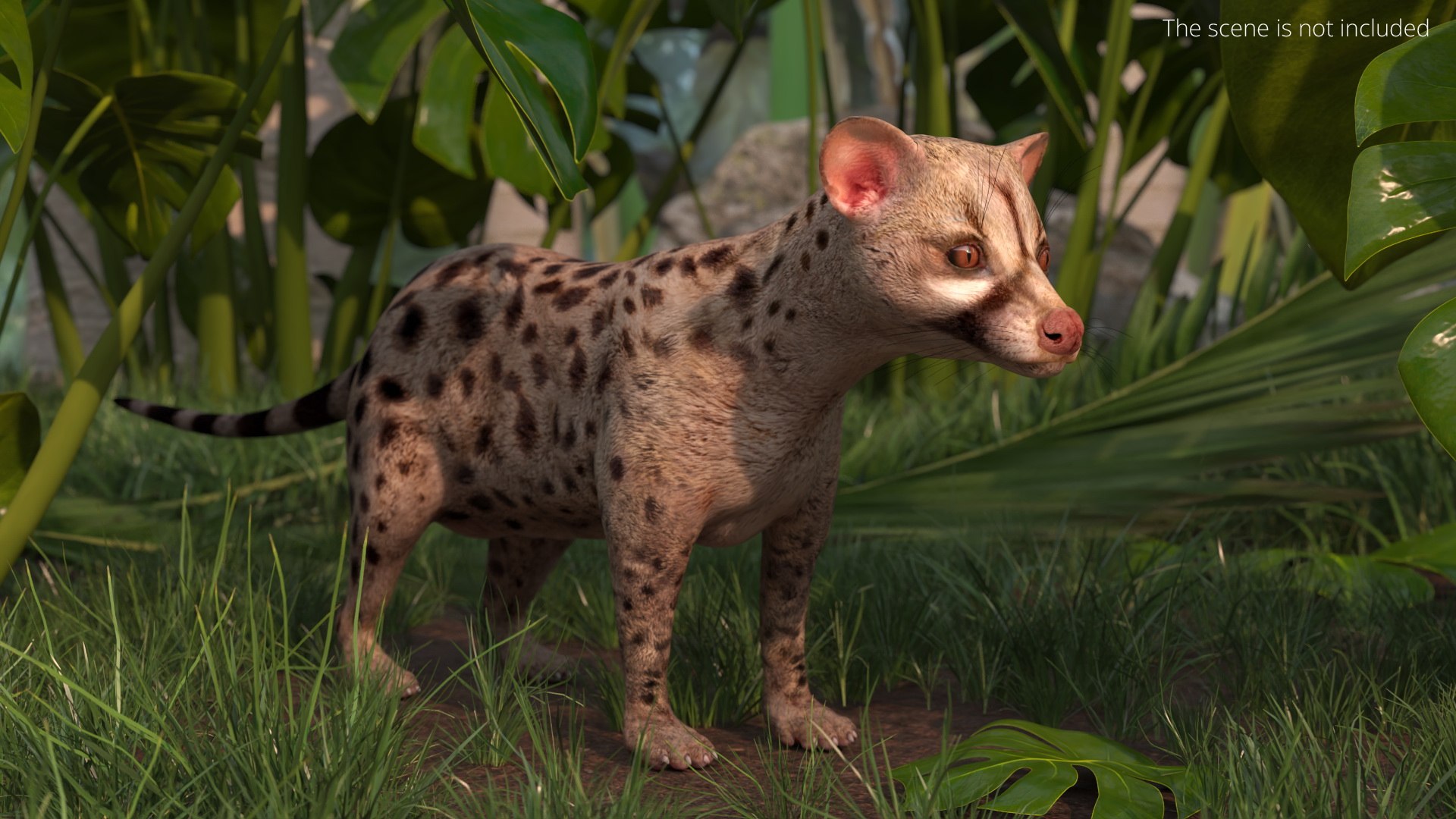 3D Model Asian Palm Civet Musang Spotted Coat Brown - TurboSquid 2465664
