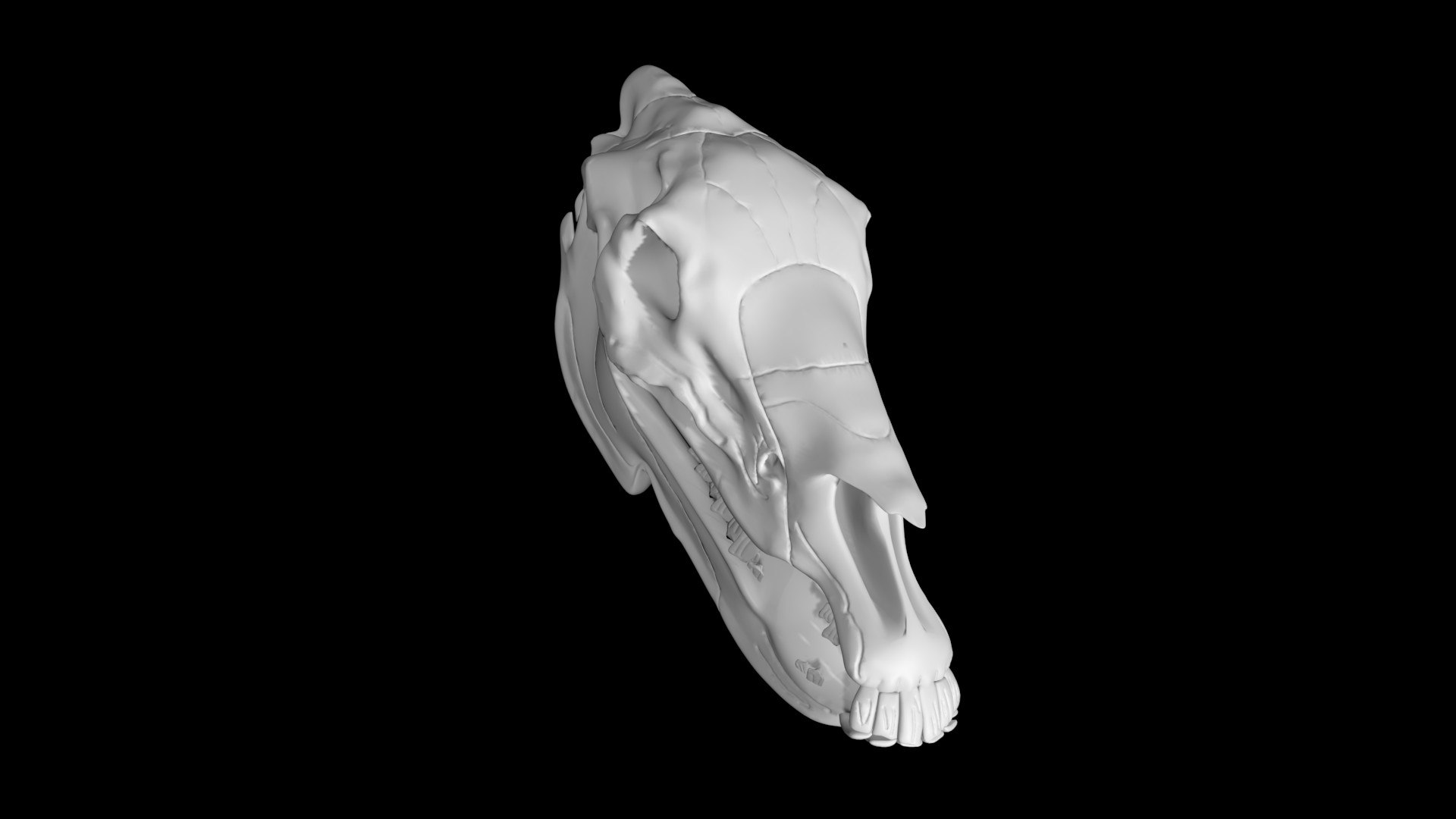 Donkey Skull 3D Model - TurboSquid 1887843