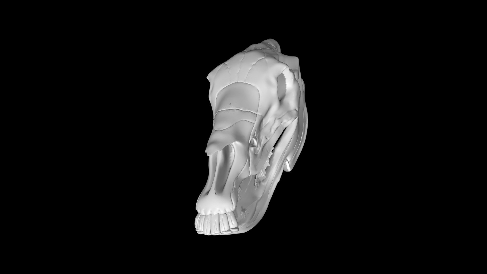 Donkey Skull 3D Model - TurboSquid 1887843