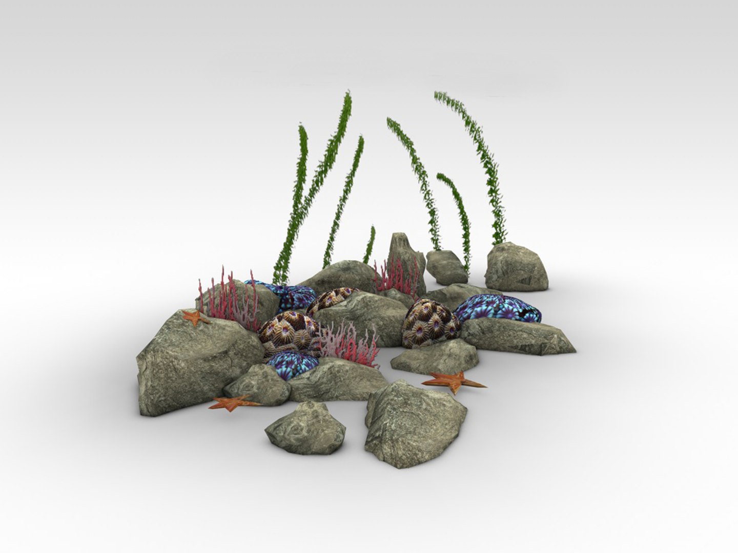 Coral Reef Model - TurboSquid 1199269