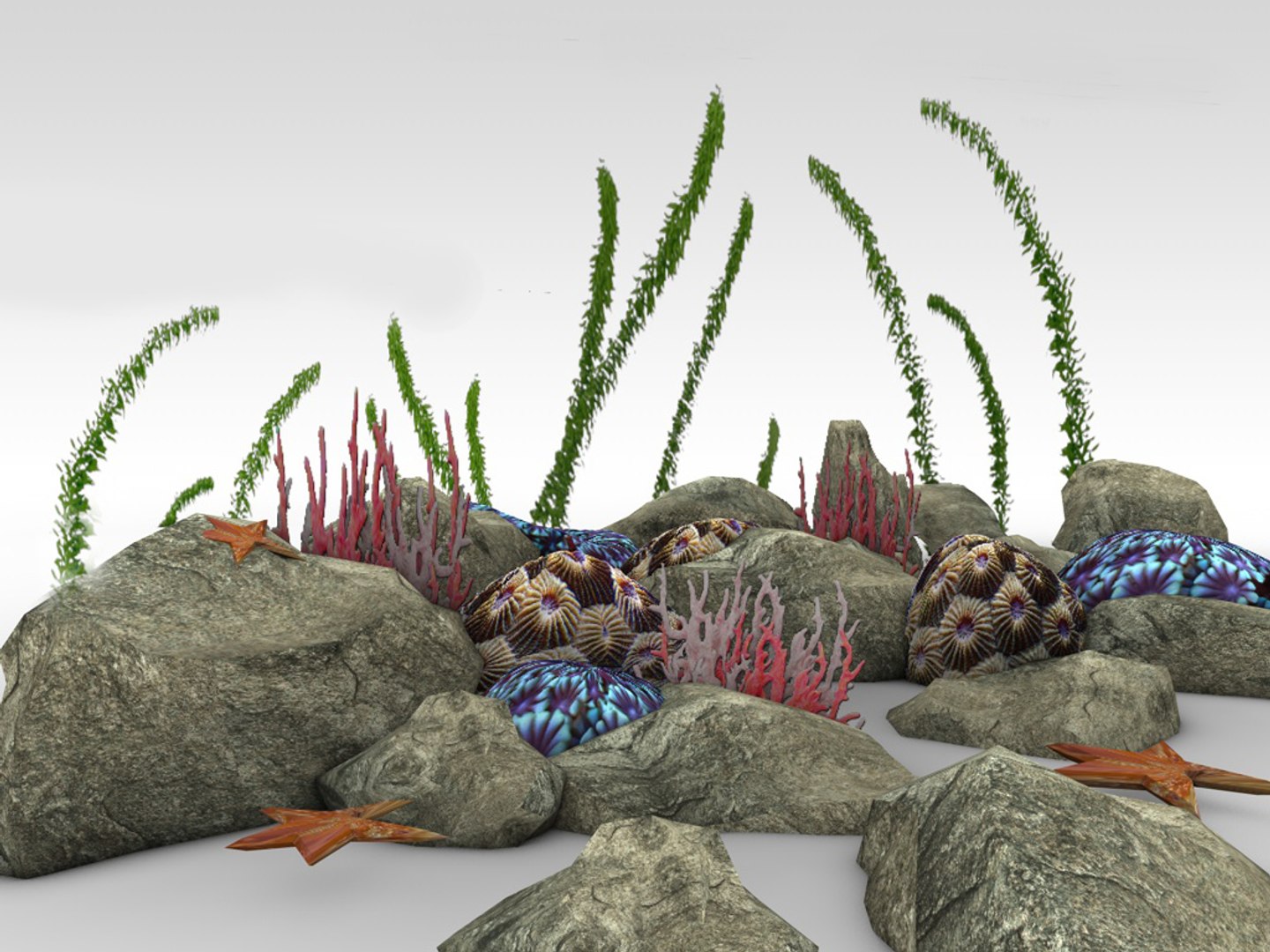 Coral Reef Model - TurboSquid 1199269