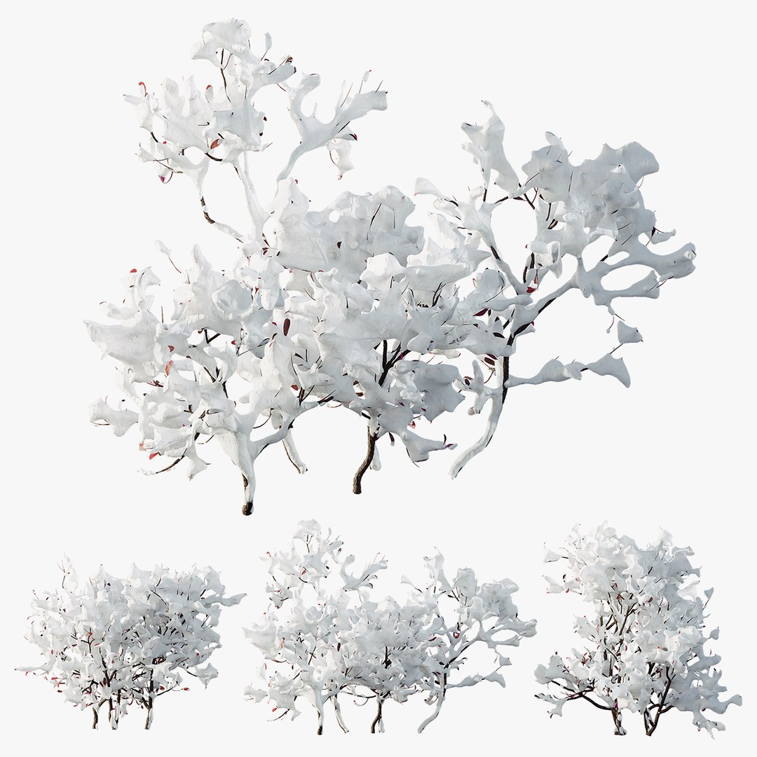 modelo 3d Plantas AV Myrica Morella Bayberry de Pensilvania Candleberry ...