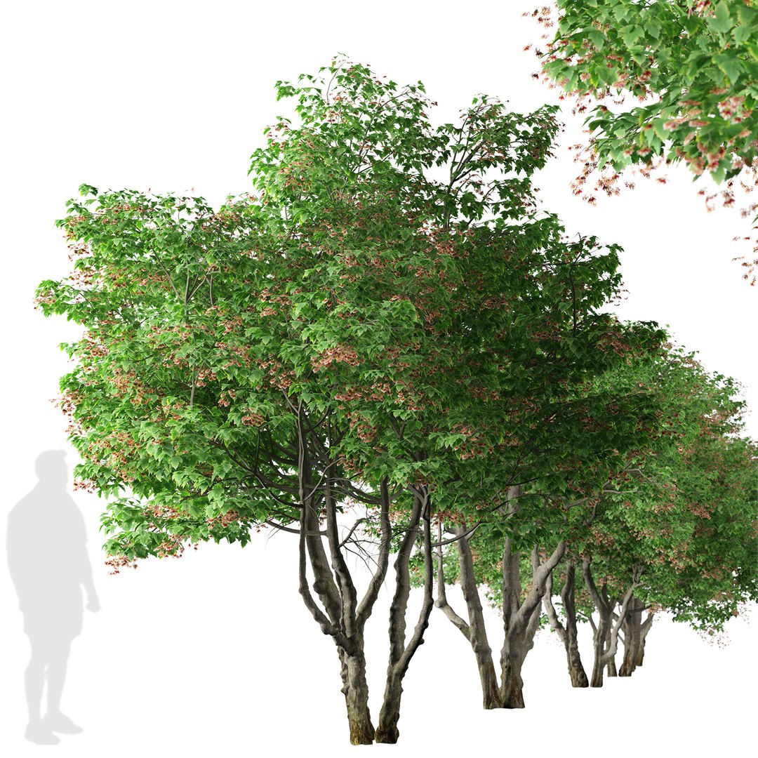Set Of Acer Tataricum Or Tatarian Maple Trees - 3 Trees 3D - TurboSquid ...