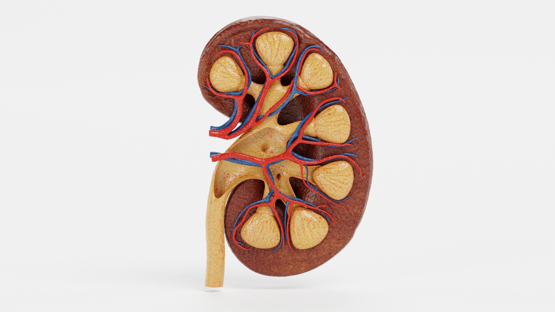 3D Kidney Section 2 Model - TurboSquid 1716369