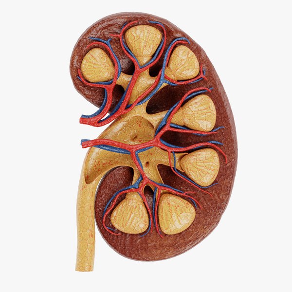 Kidney 3D Models for Download | TurboSquid