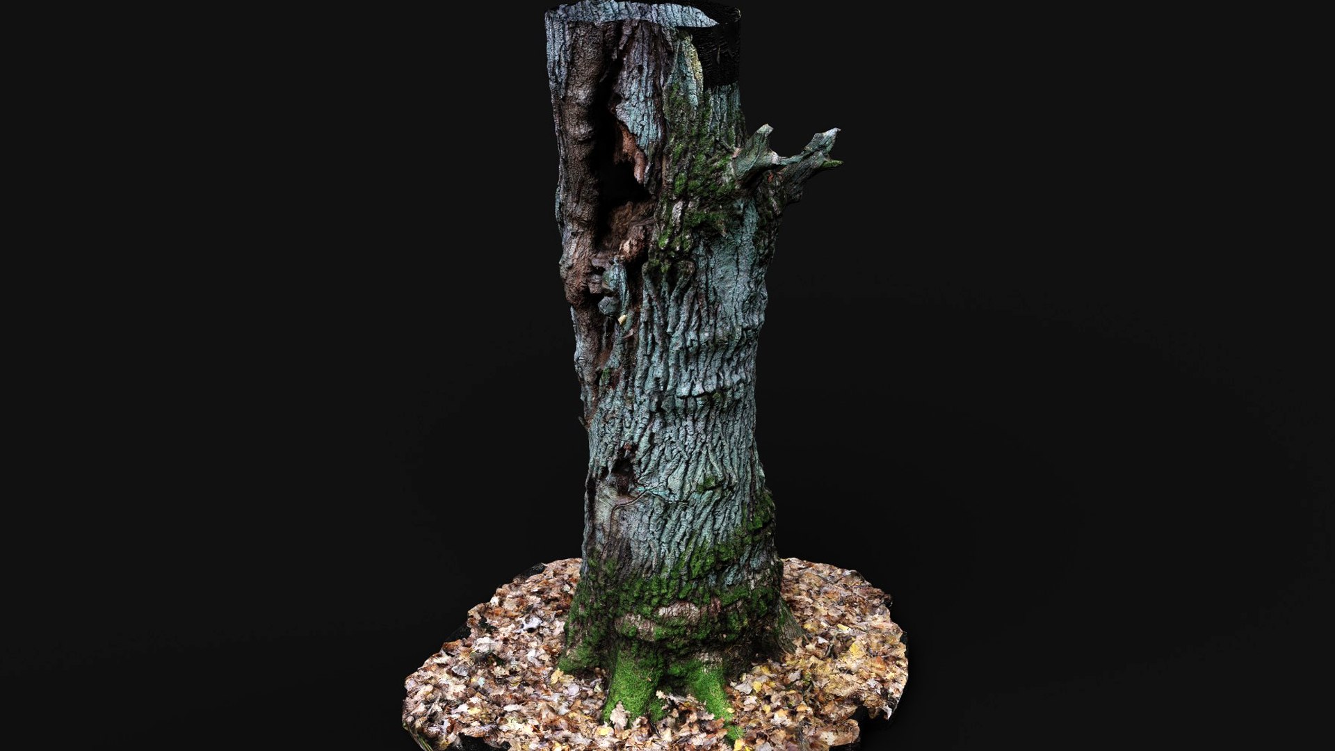 3D Tree Oak Rotten Stump PBR Photogrammetry - TurboSquid 2398939