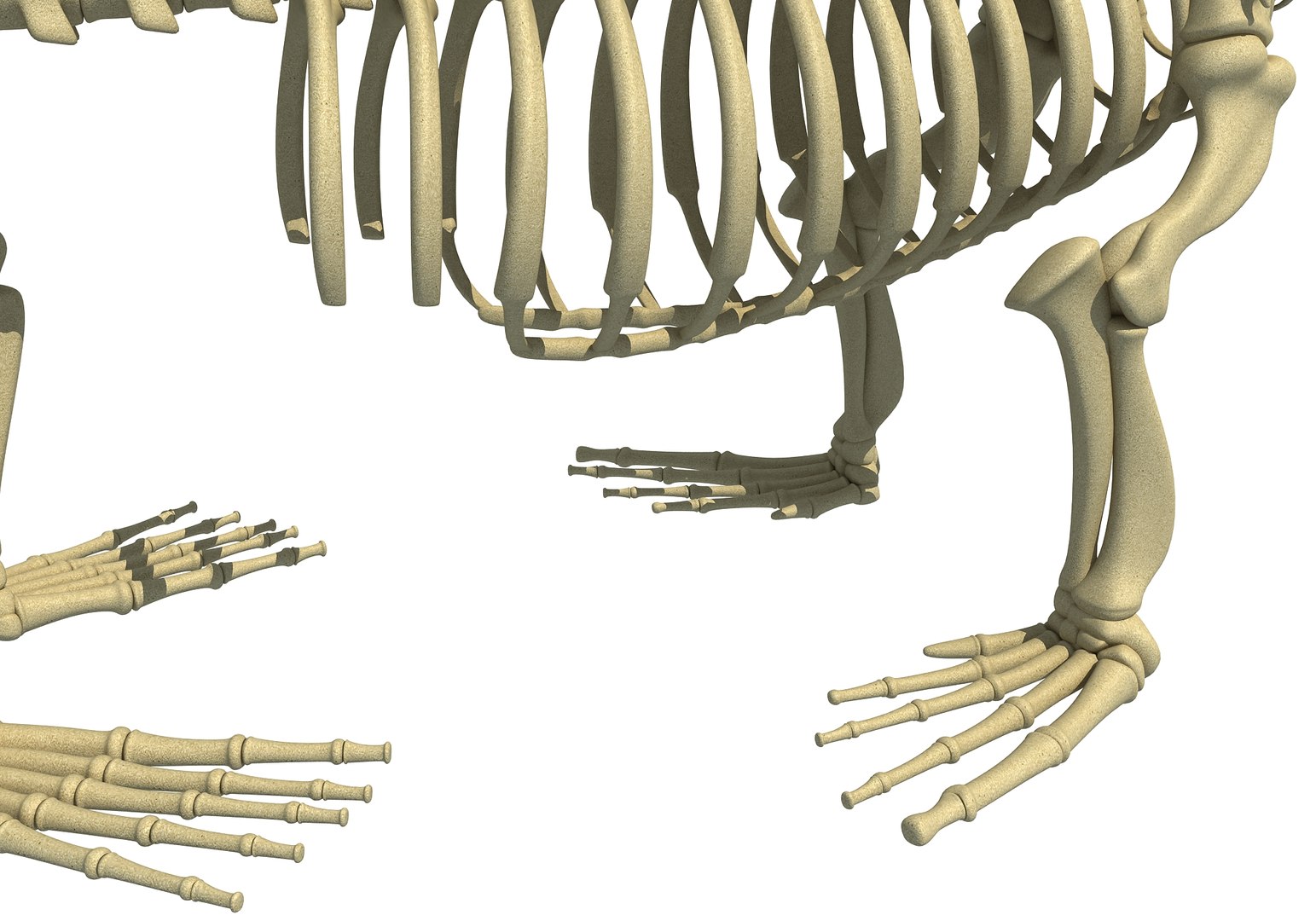 obj sea lion skeleton animal