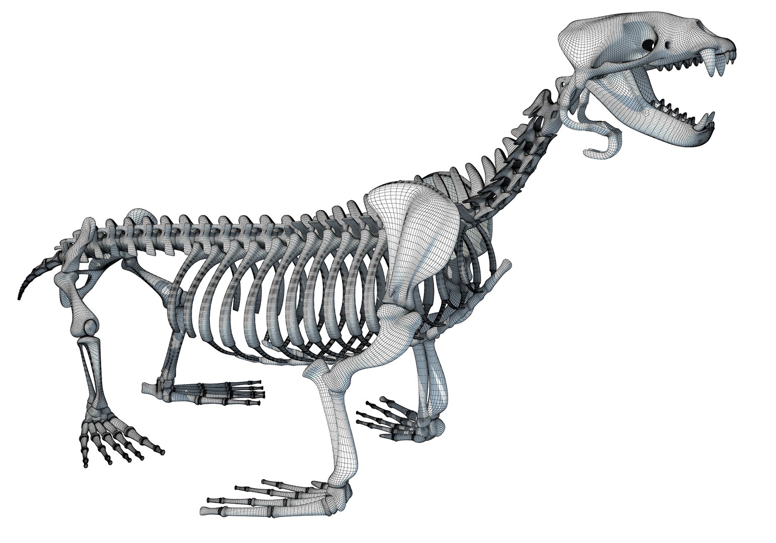 Obj Sea Lion Skeleton Animal
