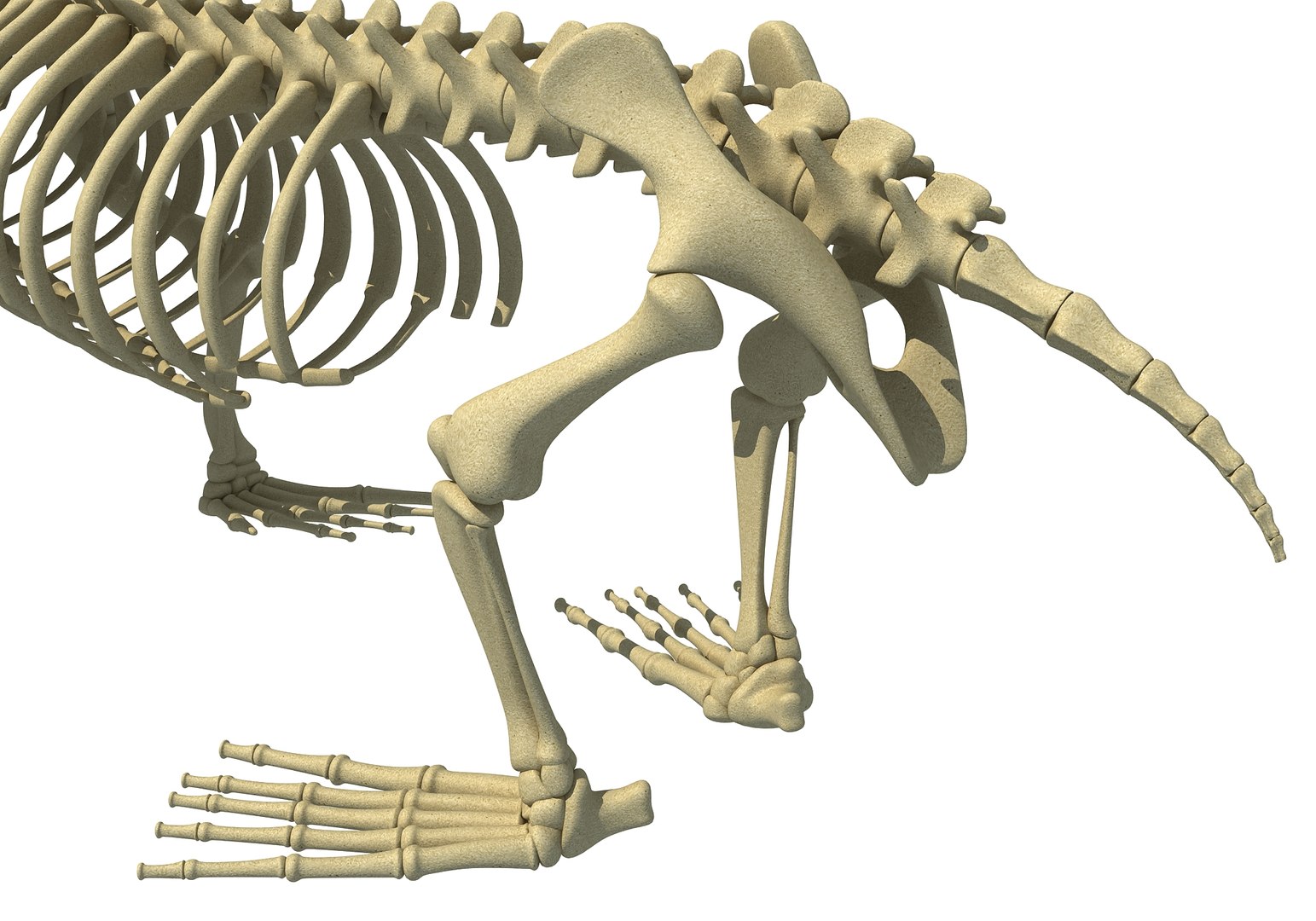 Obj Sea Lion Skeleton Animal