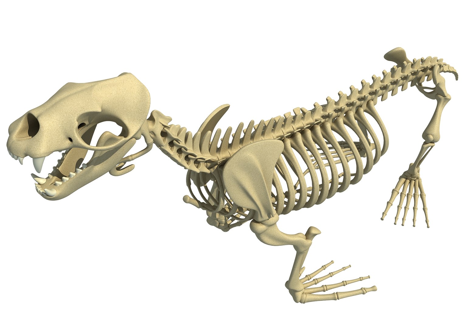 Obj Sea Lion Skeleton Animal