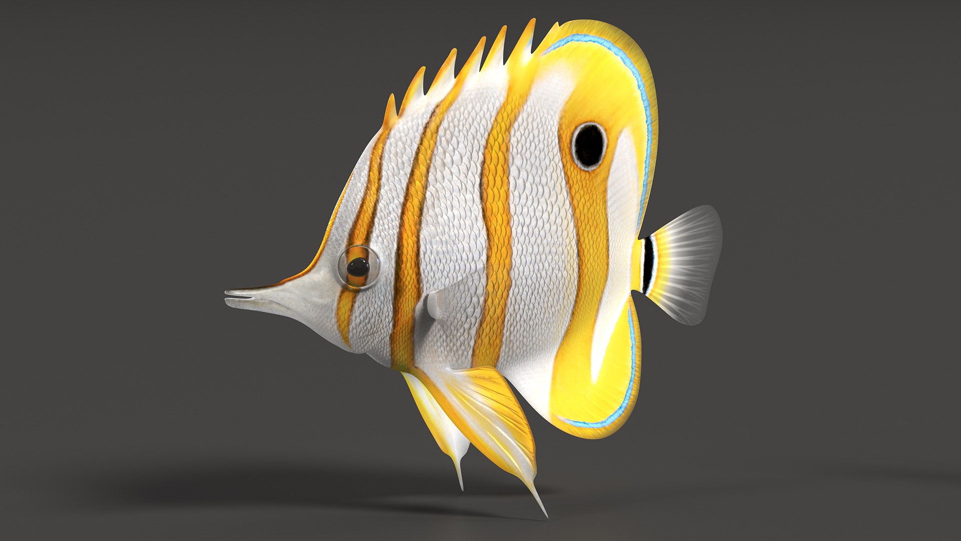Copperband Butterflyfish Rigged For Cinema 4D Model - TurboSquid 2006684