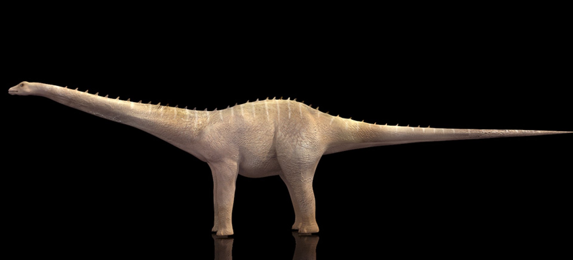 Lodocus Animation Max