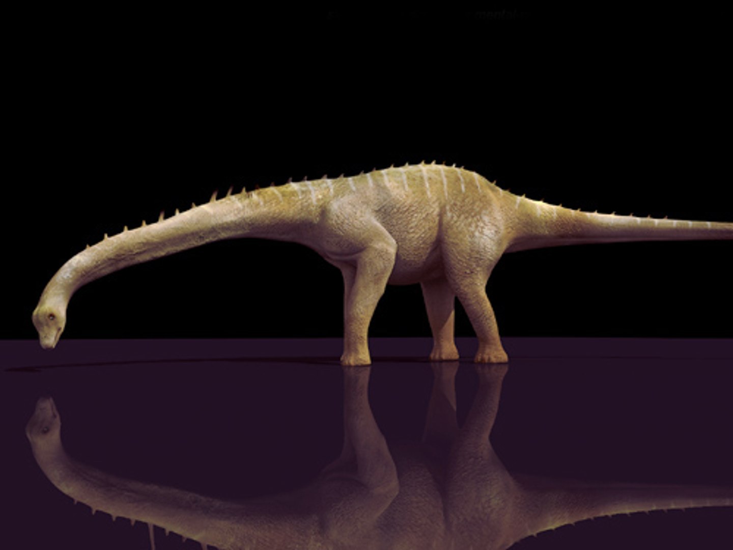 Lodocus Animation Max