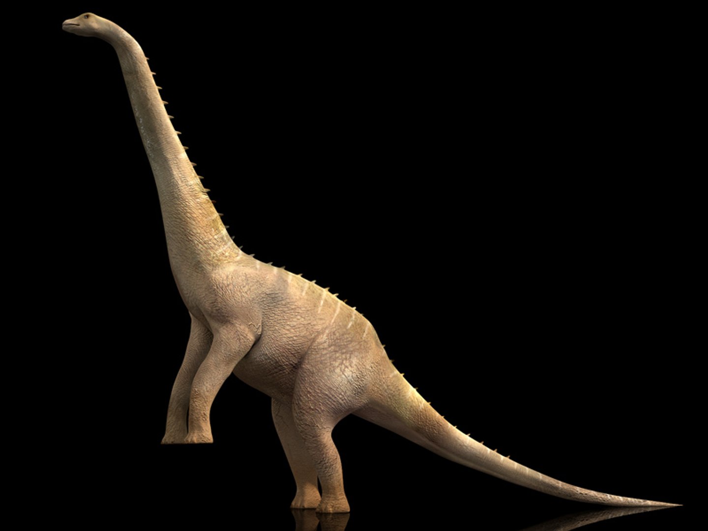 Lodocus Animation Max