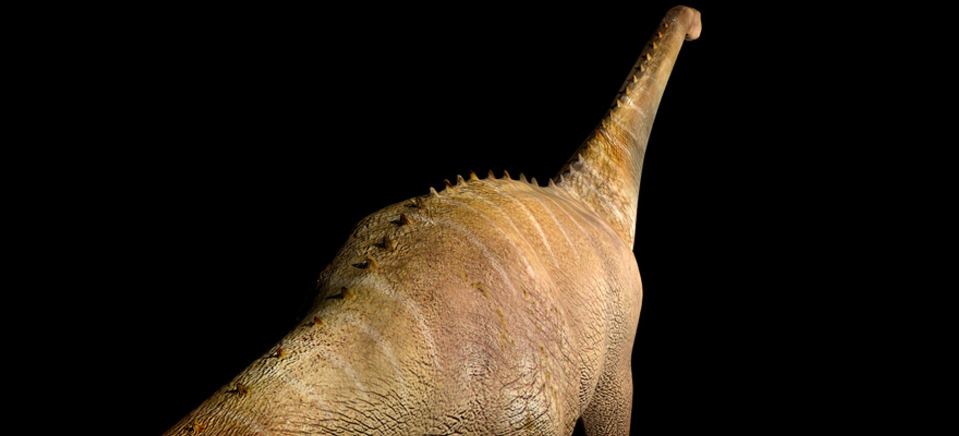 Lodocus Animation Max