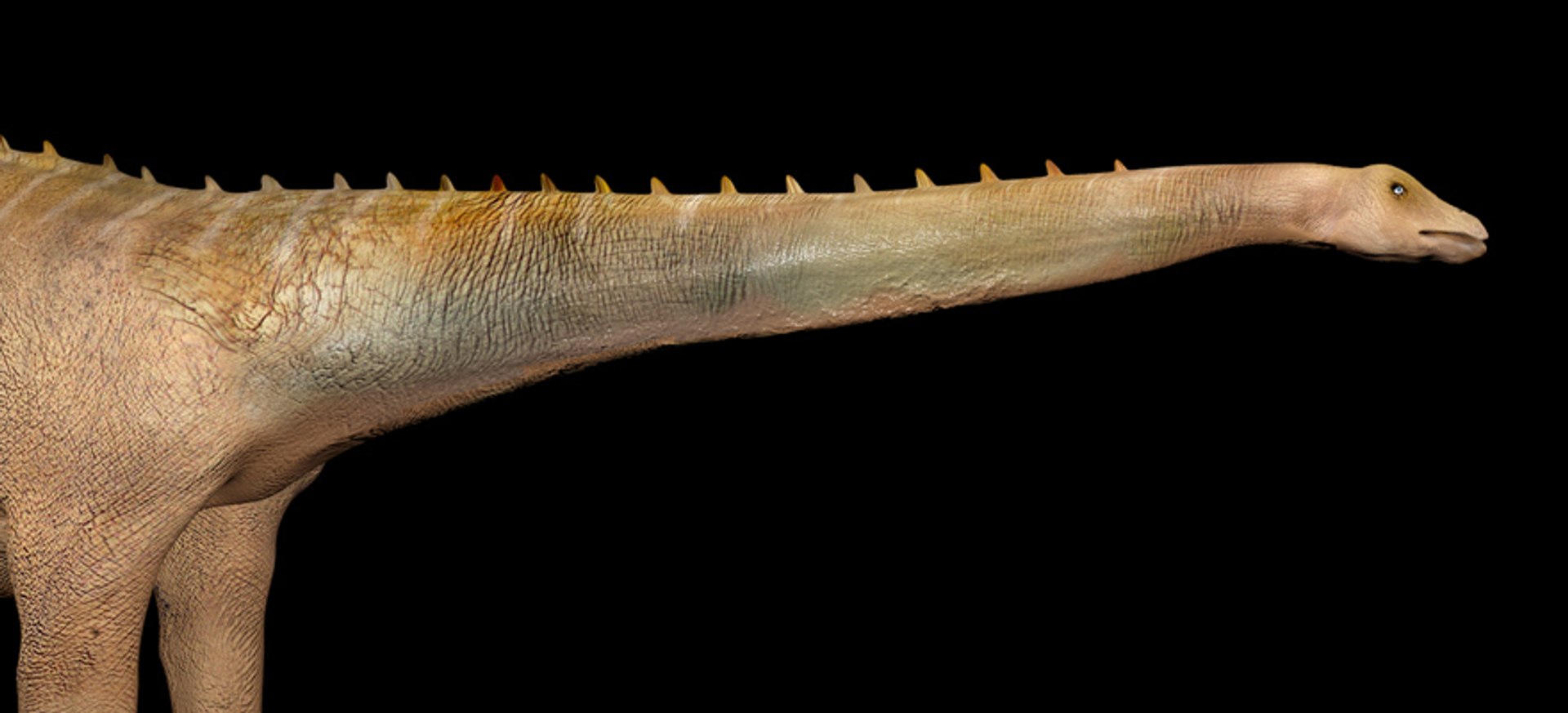 Lodocus Animation Max