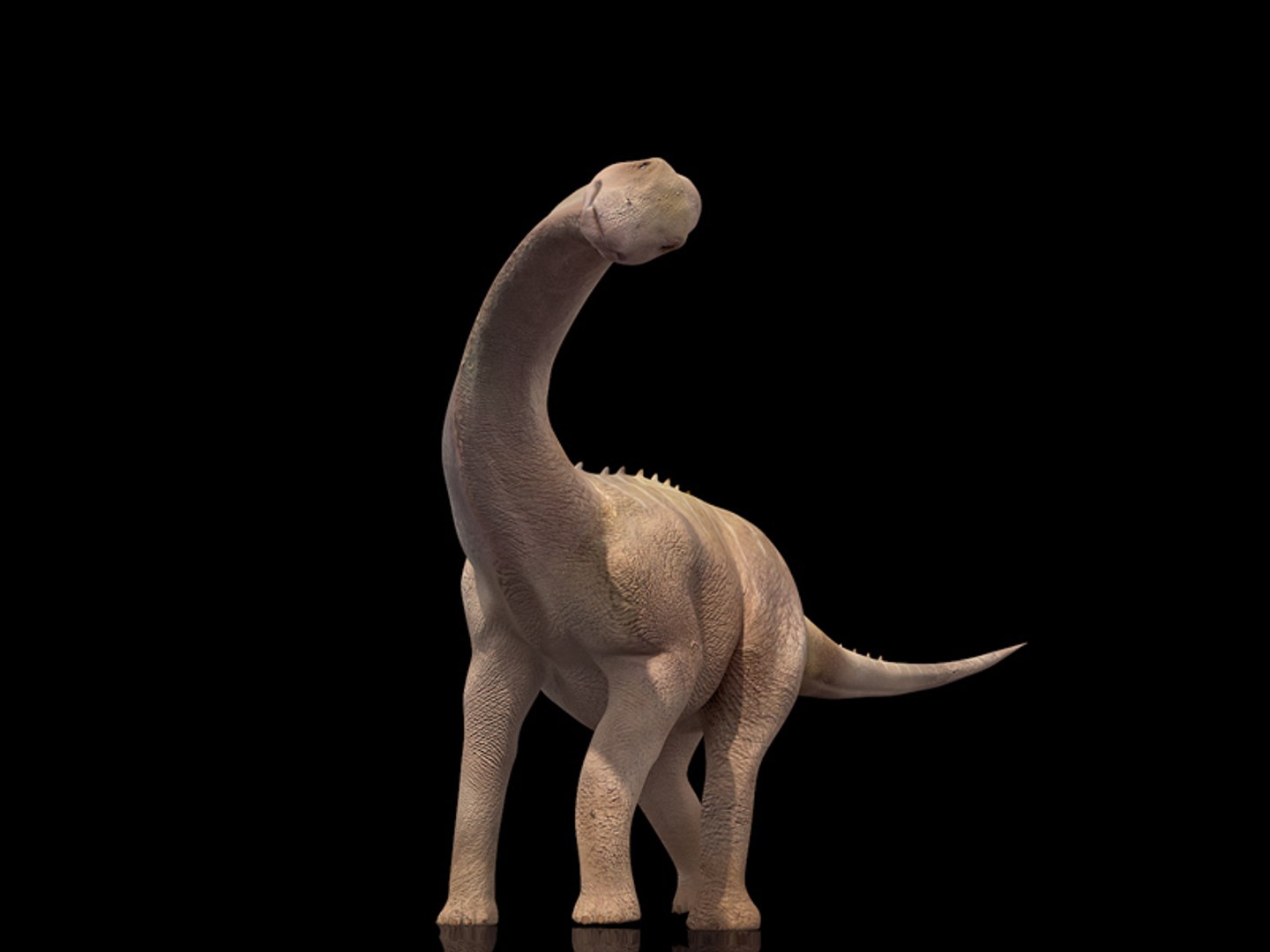 Lodocus Animation Max