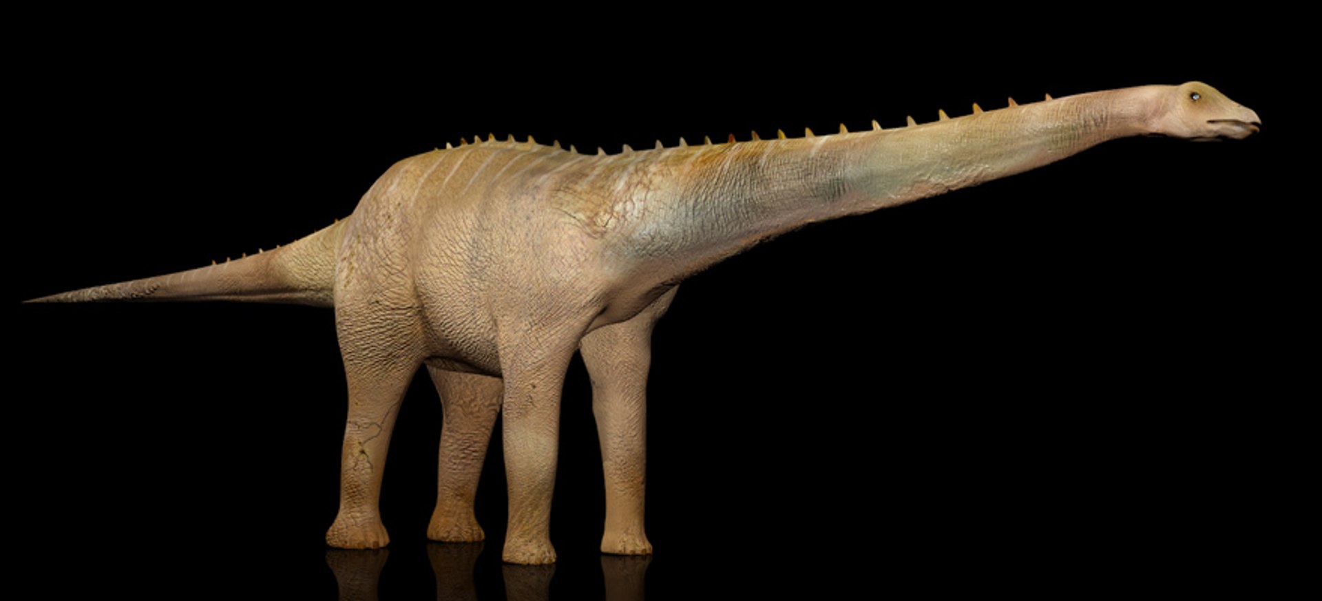 Lodocus Animation Max