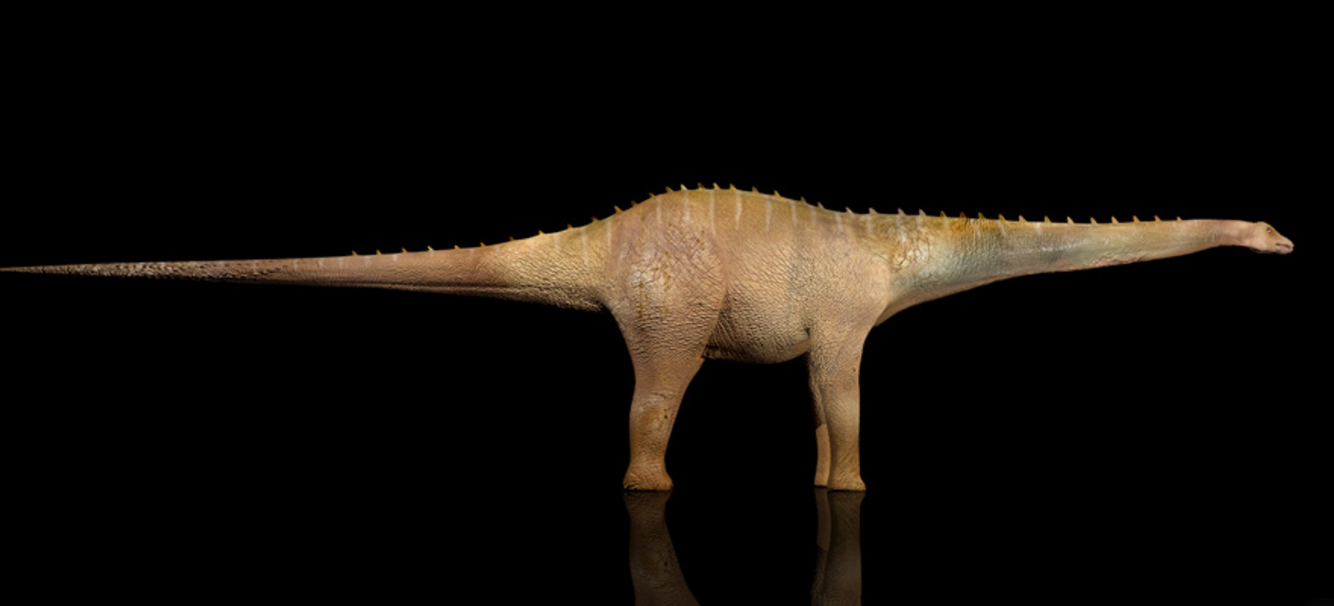 Lodocus Animation Max