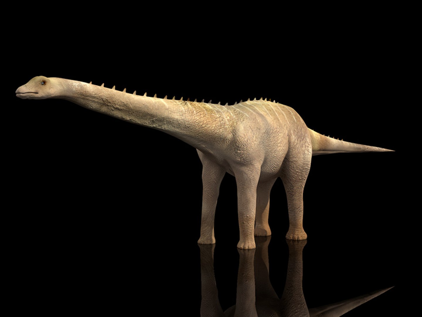 Lodocus Animation Max