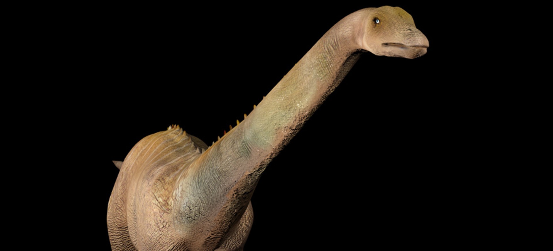 Lodocus Animation Max