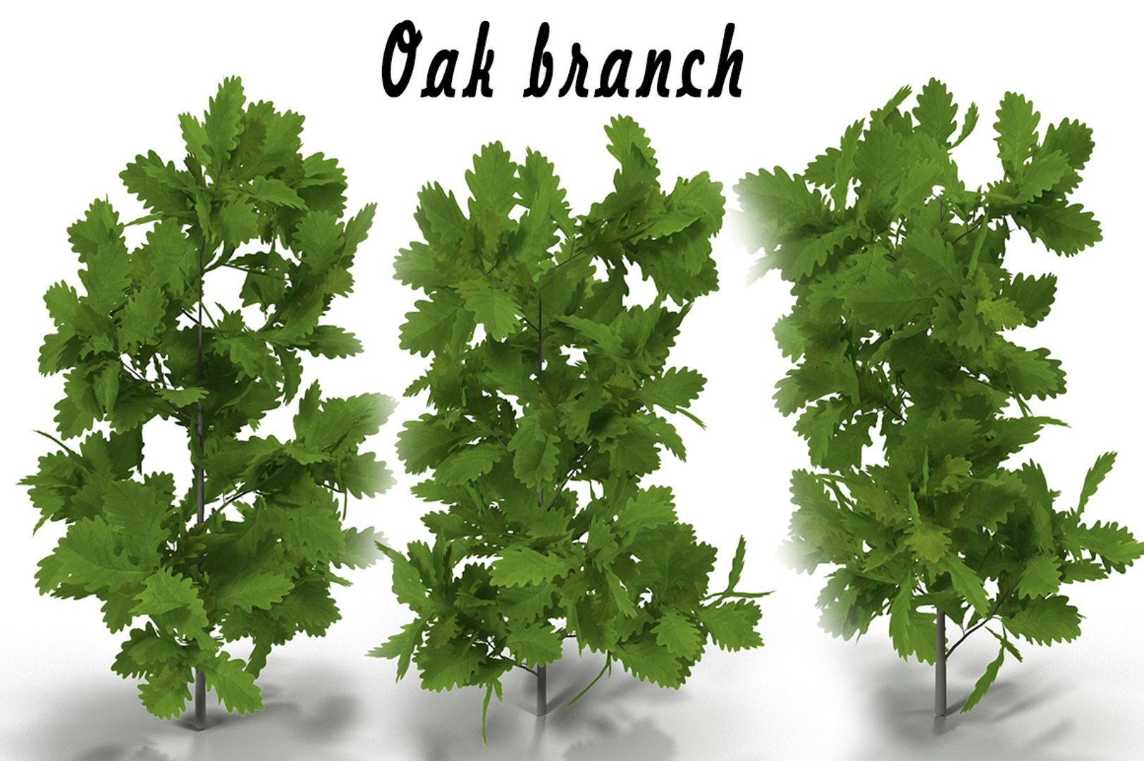 3d oak branch model