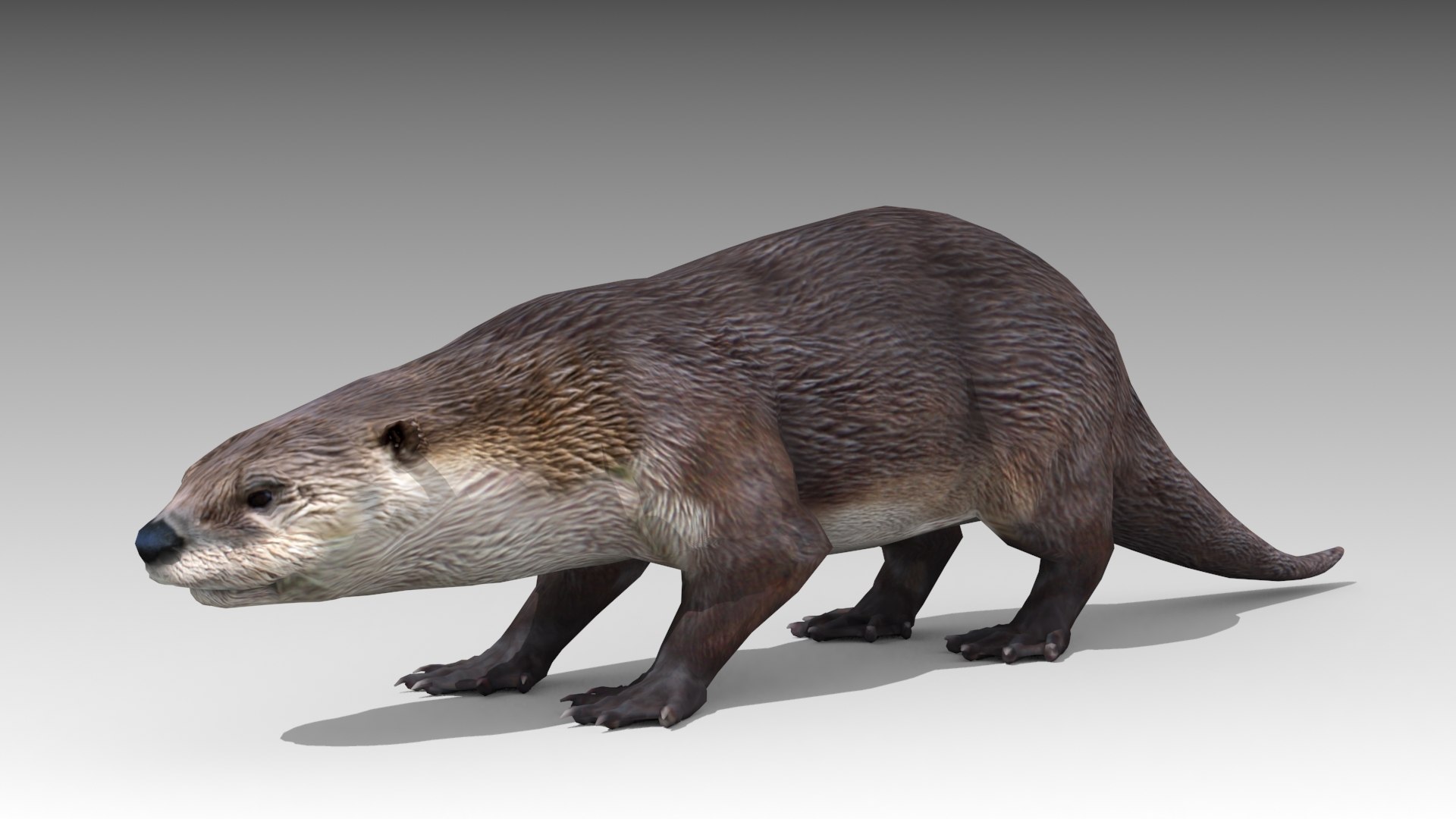 3D Otter Model - TurboSquid 1278030