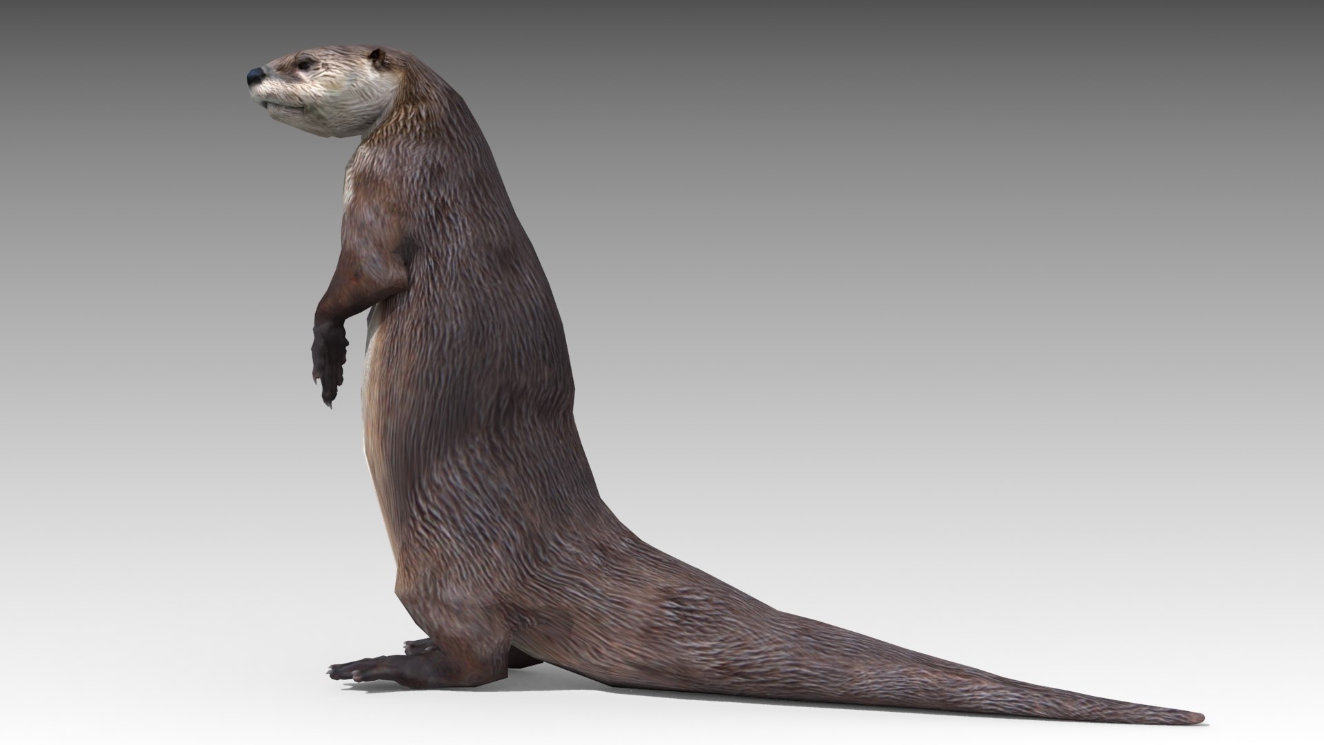 3D Otter Model - TurboSquid 1278030