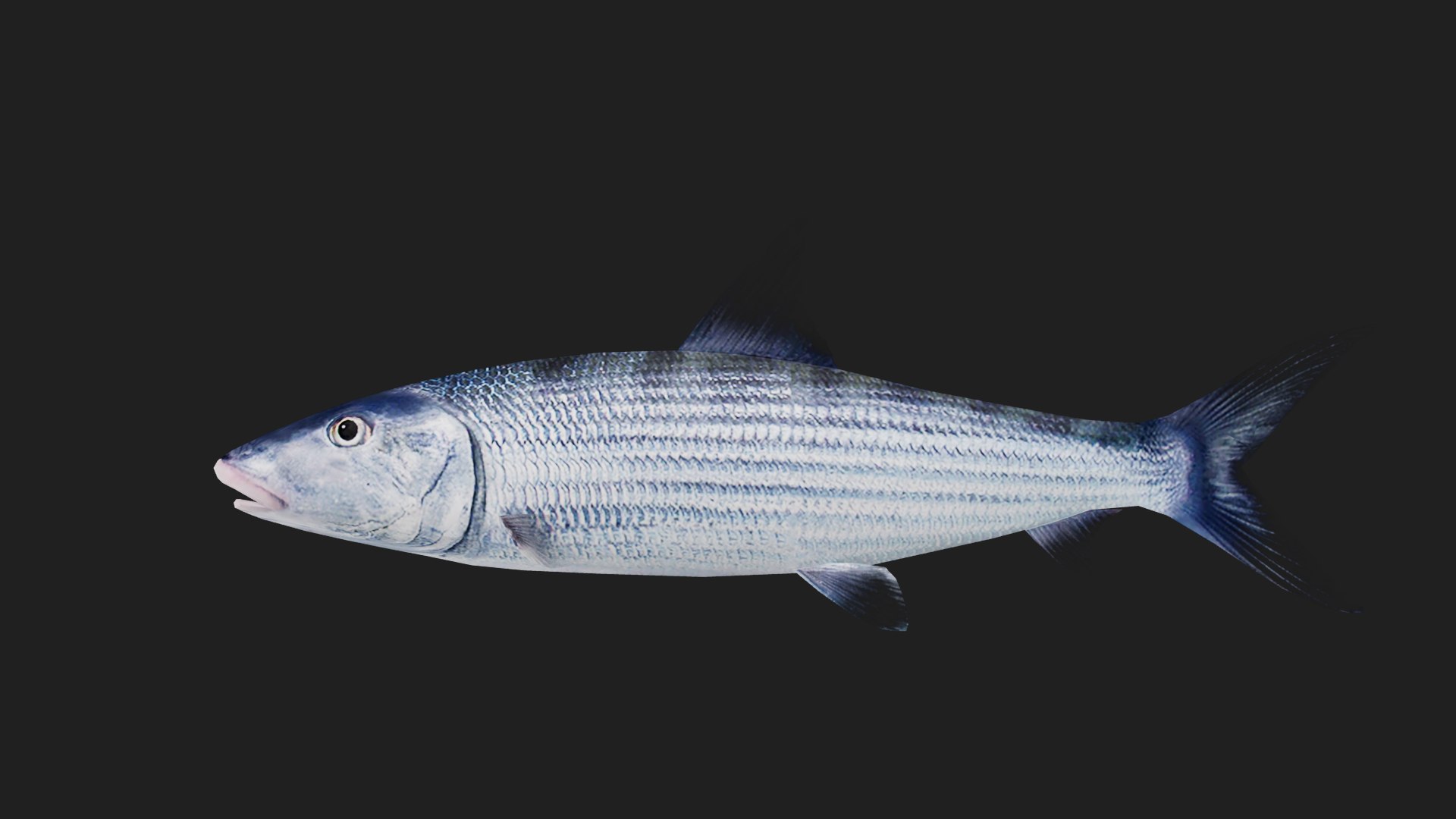 Bonefish Model - TurboSquid 2125431