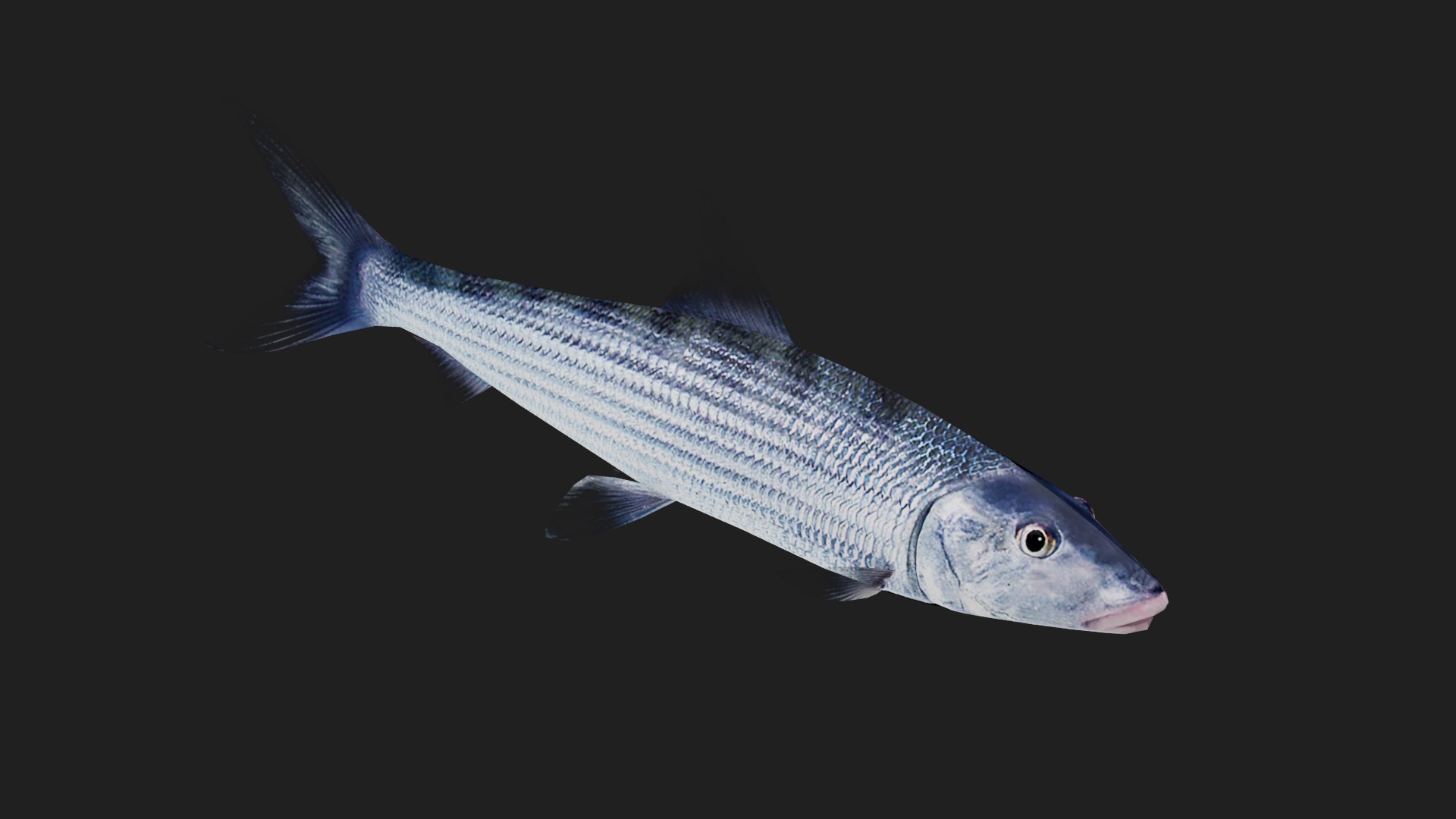 Bonefish Model - TurboSquid 2125431