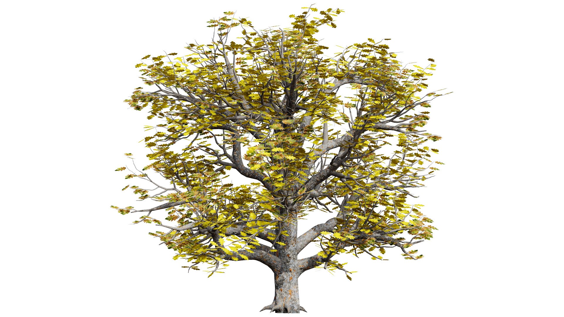 Quercus Tree Pack 3D Model - TurboSquid 2308789