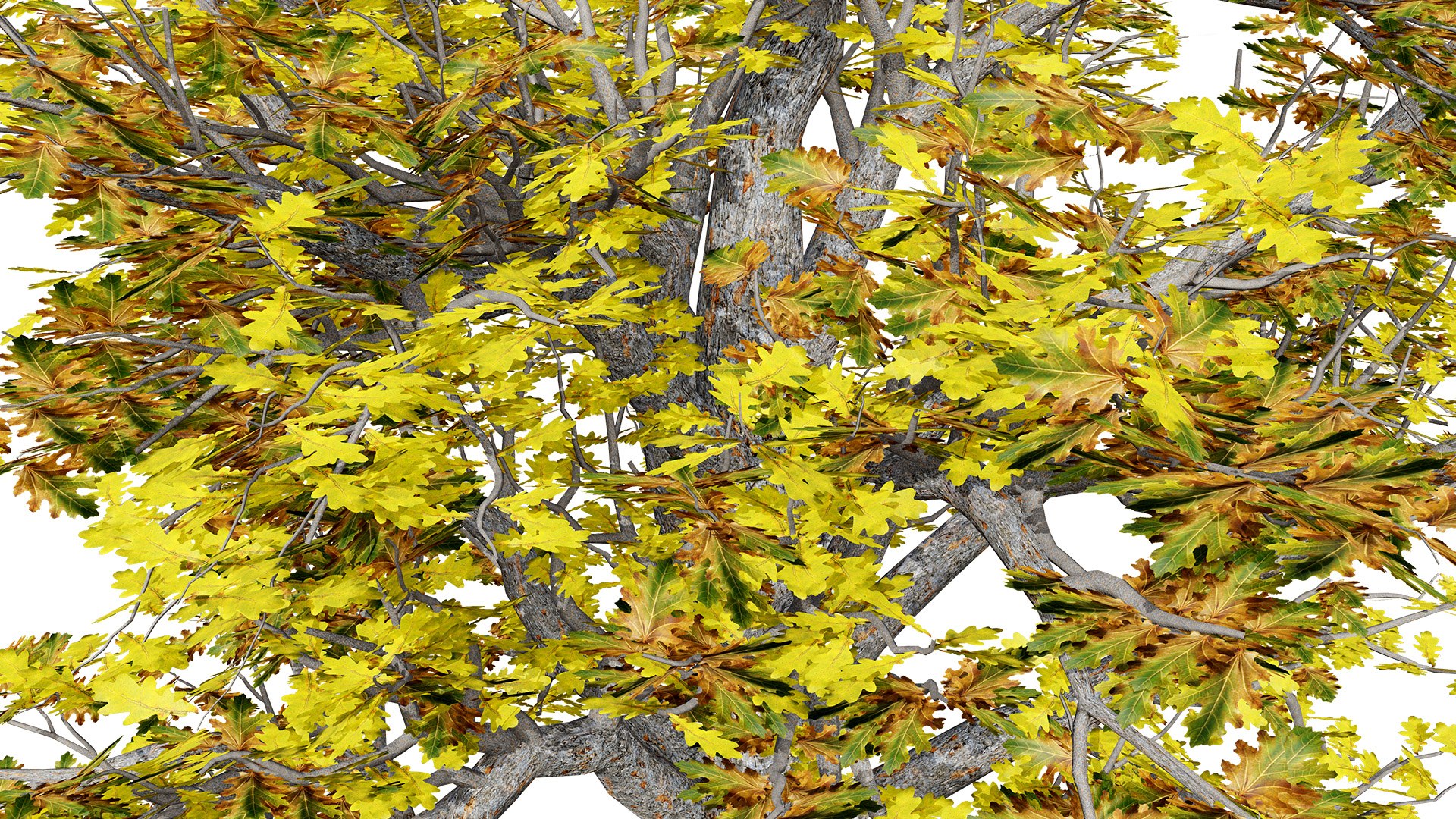 Quercus Tree Pack 3D Model - TurboSquid 2308789