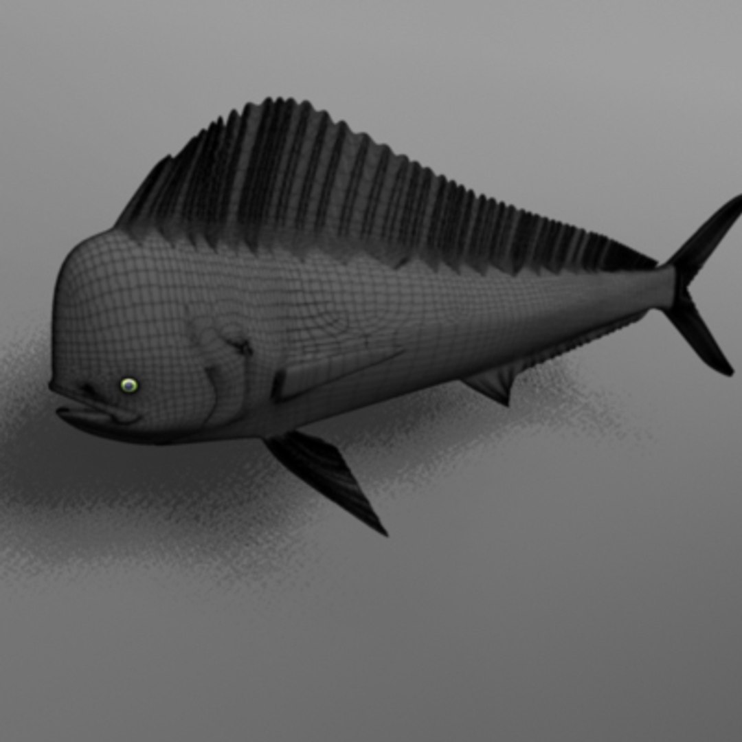 ma mahi dolphin fish