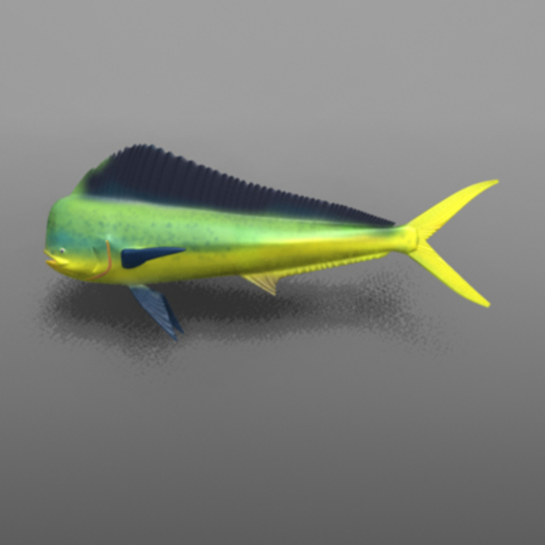 ma mahi dolphin fish
