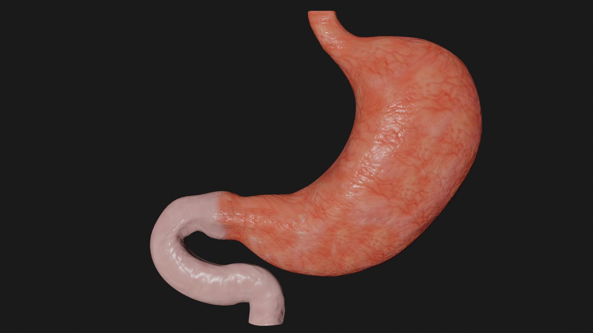 Stomach Science Organ 3D Model - TurboSquid 1673989