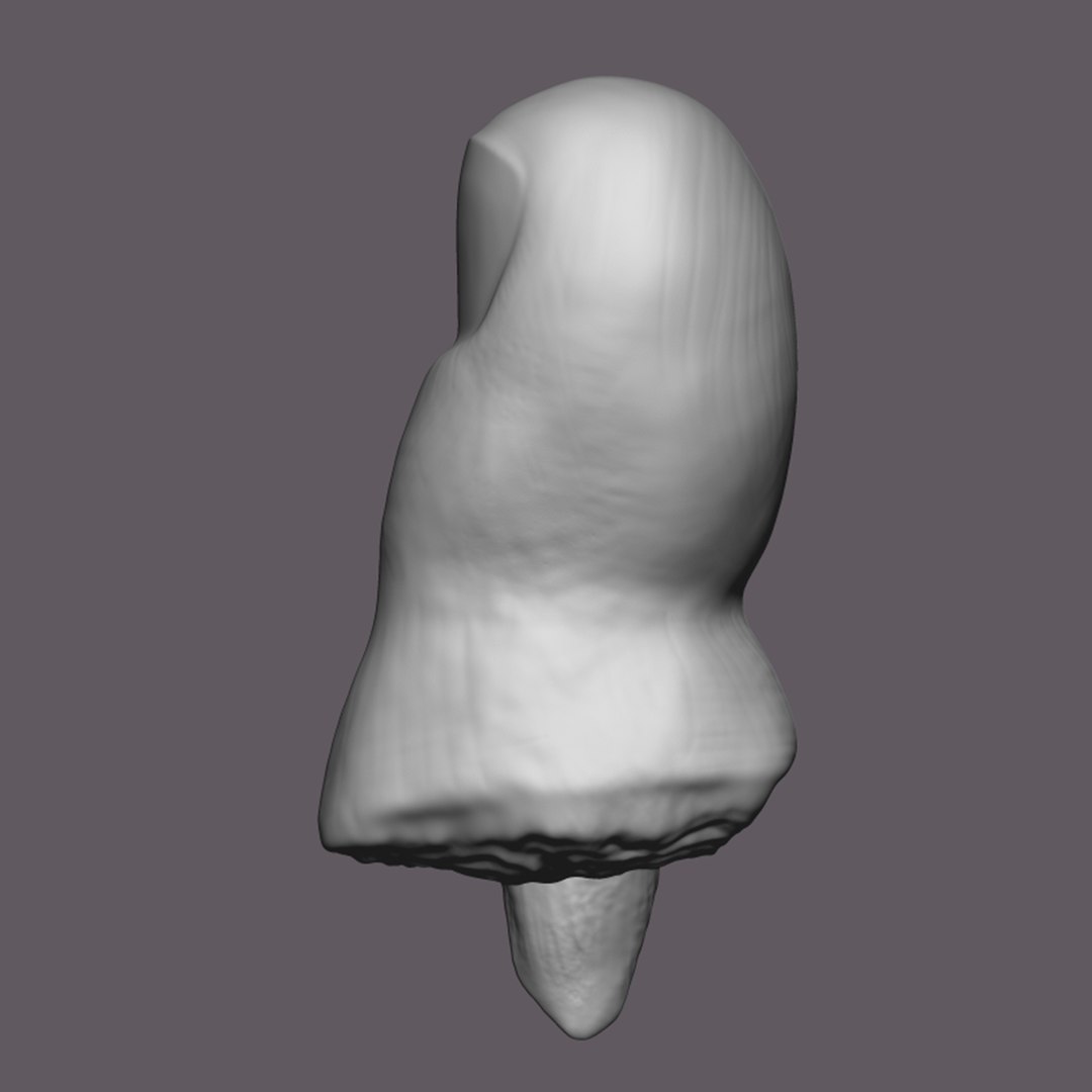Severed Big Toe 3D Print Model Model - TurboSquid 1831439