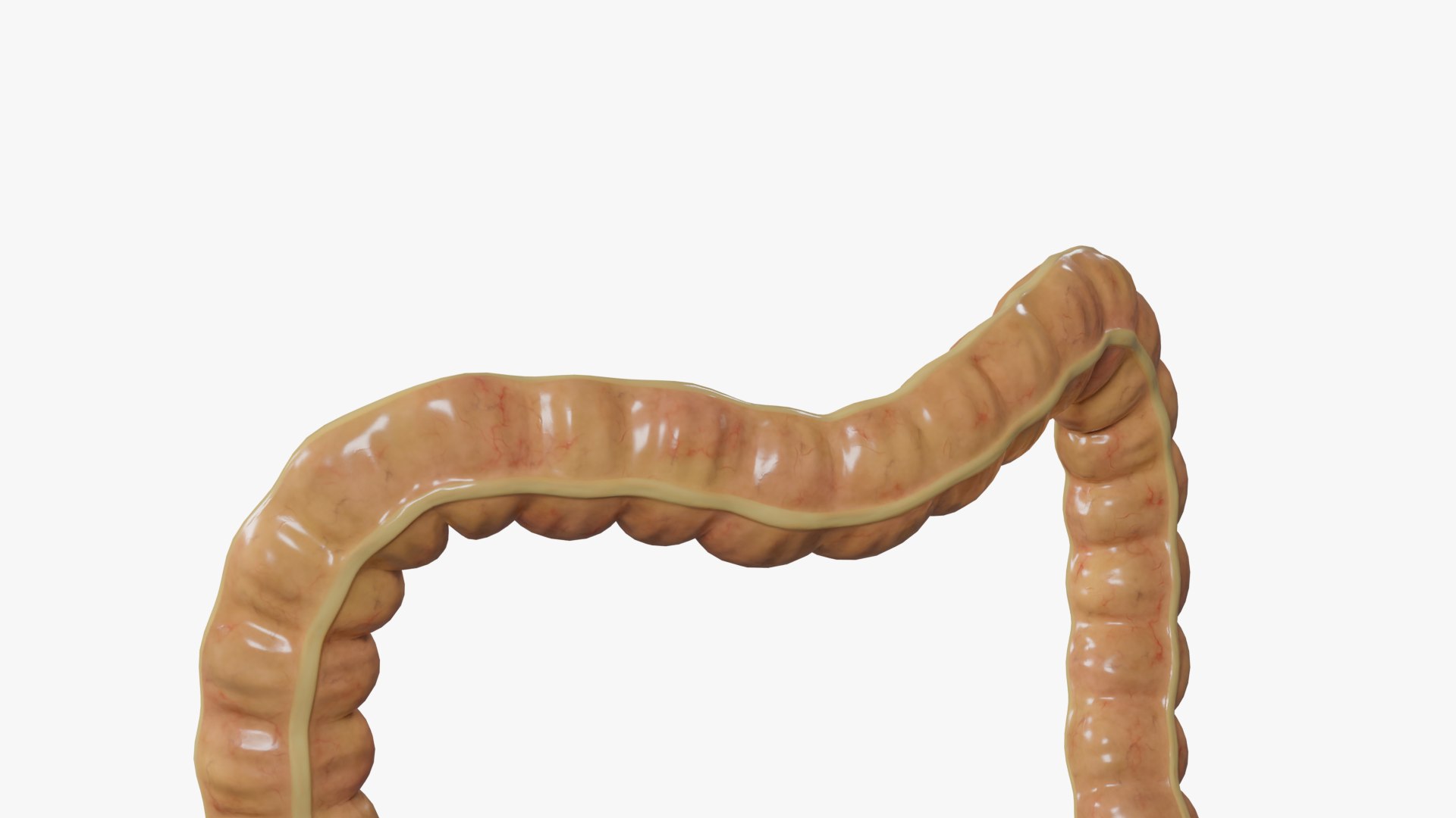 Human Large Intestine 3D Model - TurboSquid 1903776
