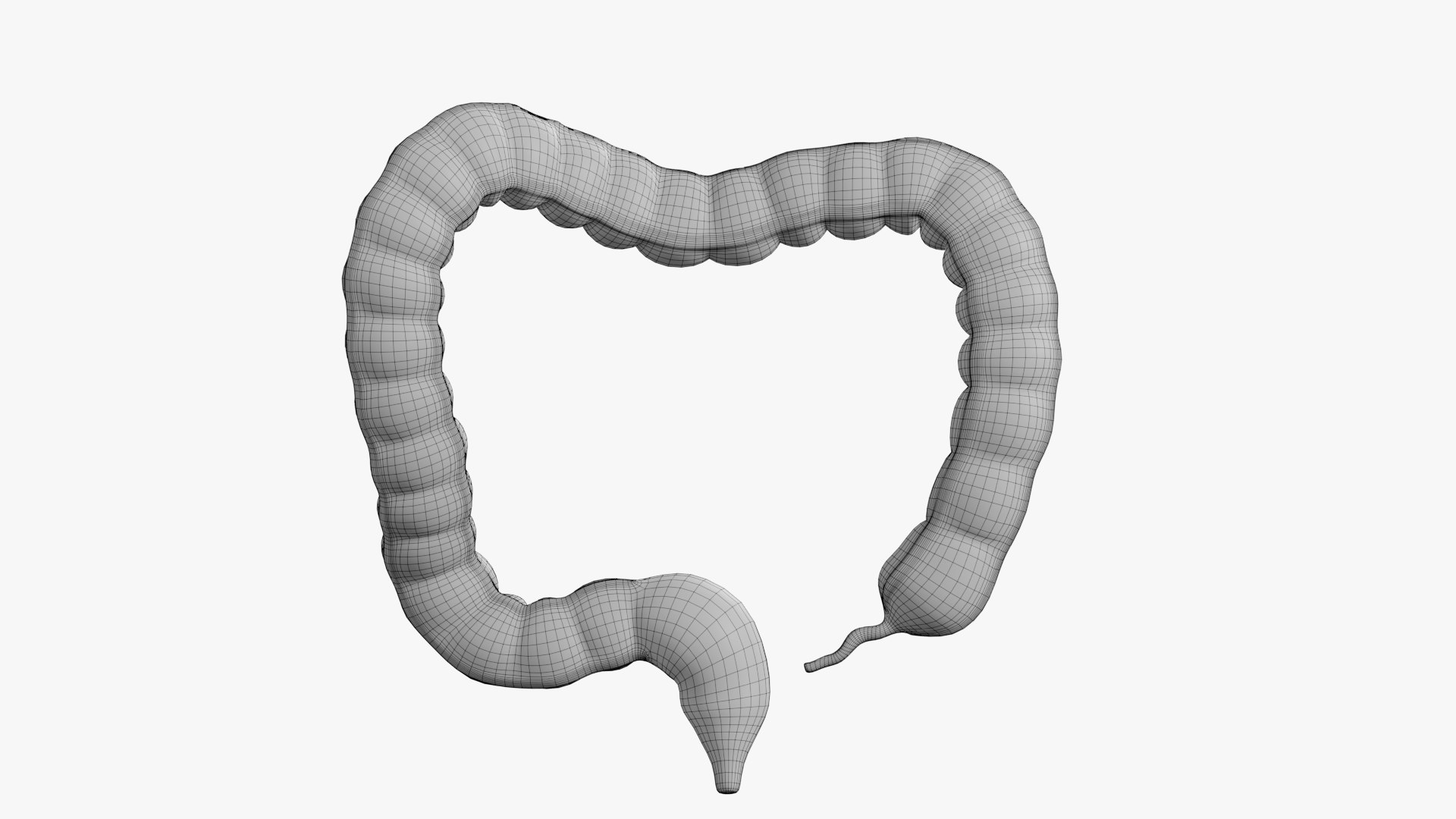 Human Large Intestine 3D Model - TurboSquid 1903776