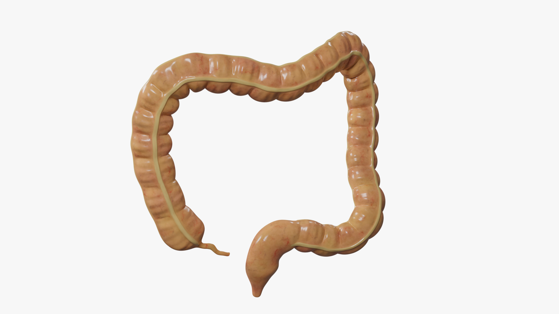 Human Large Intestine 3D Model - TurboSquid 1903776