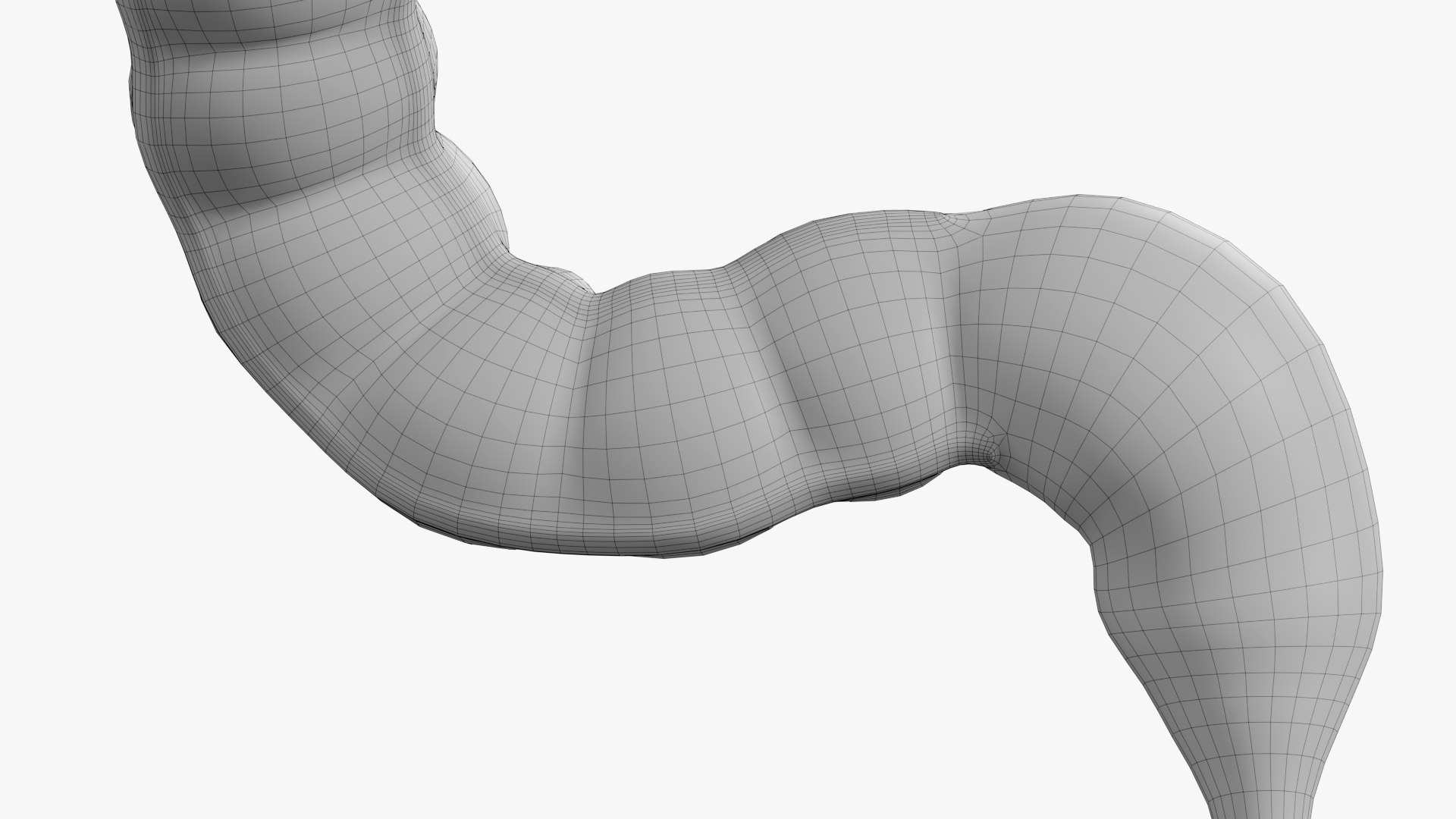 Human Large Intestine 3D Model - TurboSquid 1903776