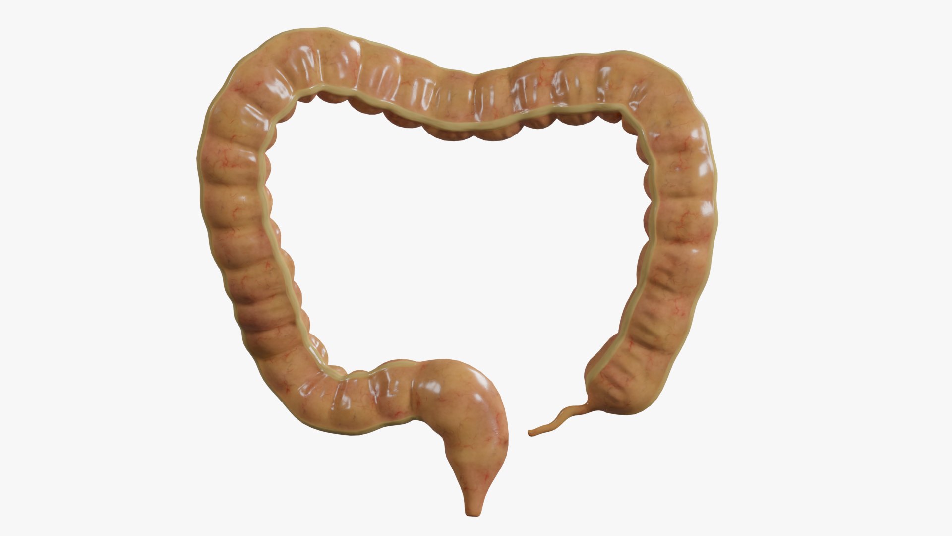 Human Large Intestine 3D Model - TurboSquid 1903776