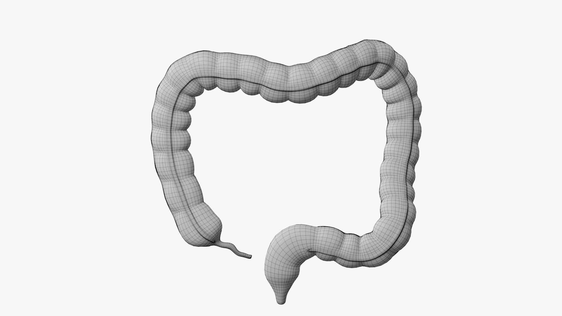 Human Large Intestine 3D Model - TurboSquid 1903776