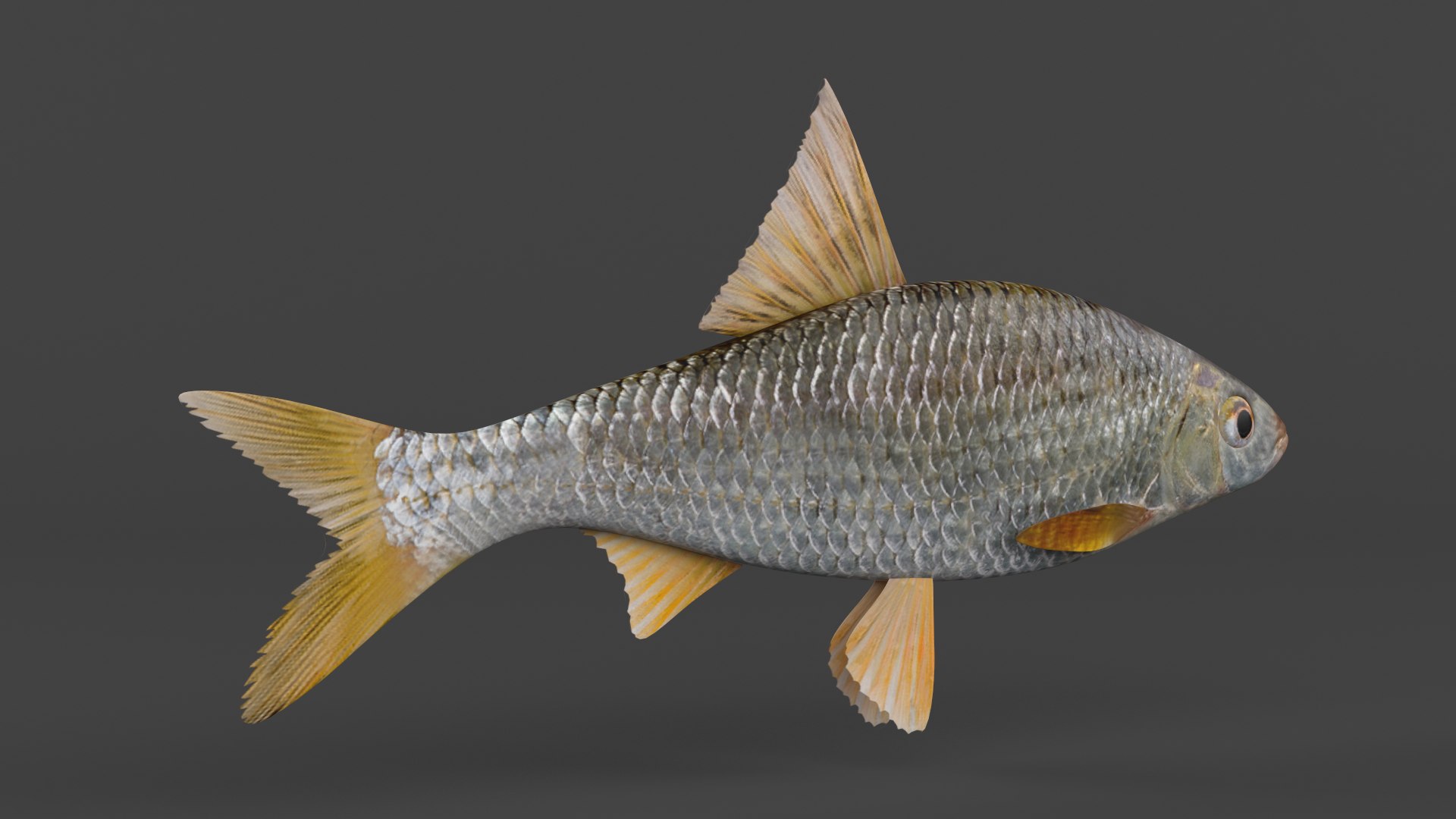 Freshwater Fish 3D - TurboSquid 2007446