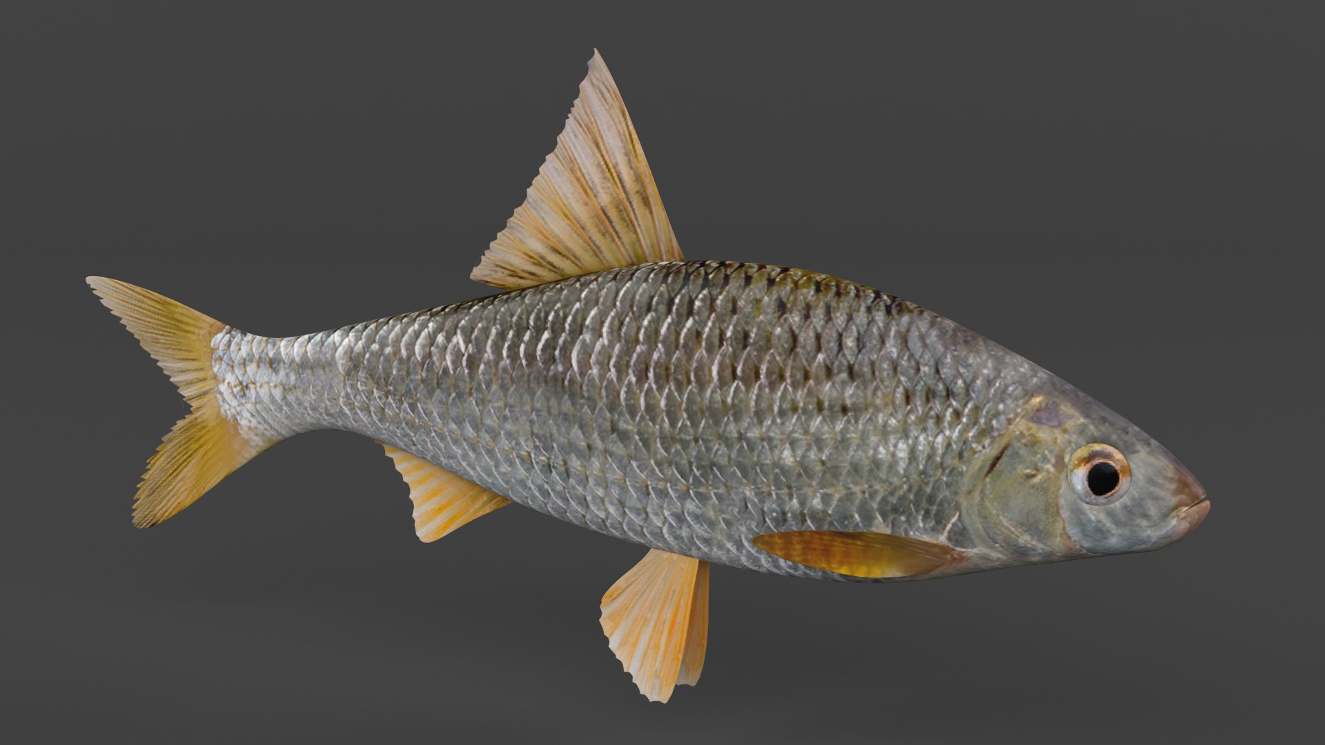 Freshwater Fish 3D - TurboSquid 2007446