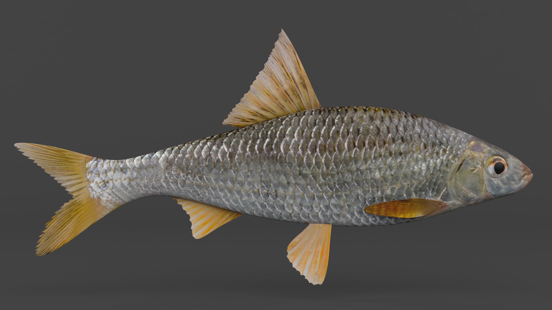 Freshwater Fish 3D - TurboSquid 2007446