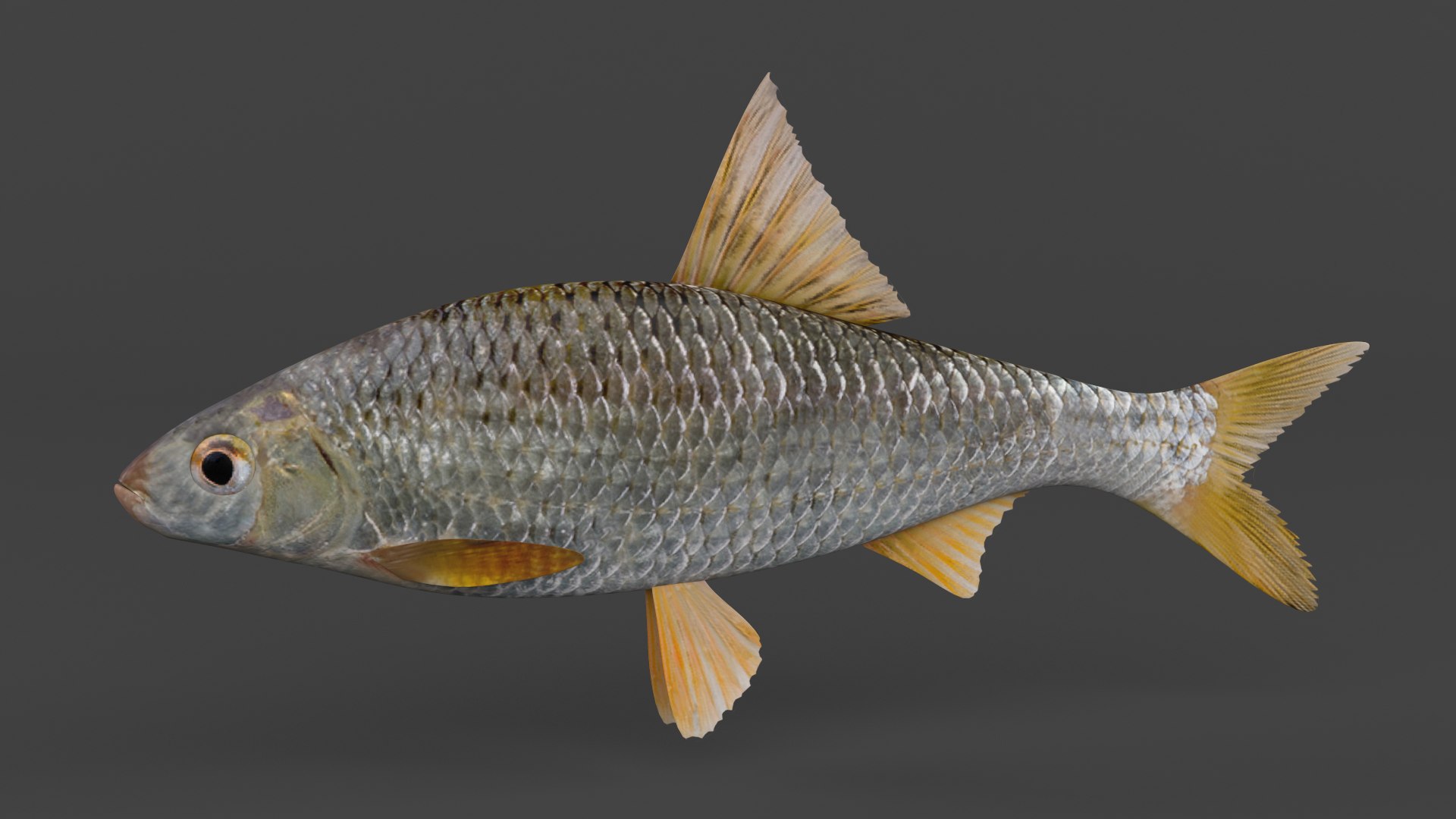 Freshwater Fish 3D - TurboSquid 2007446