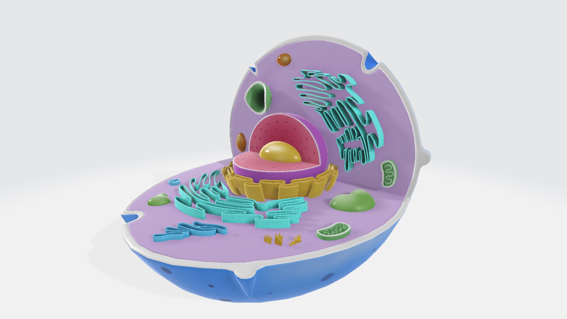 Animal Cell 3D Model - TurboSquid 2293025