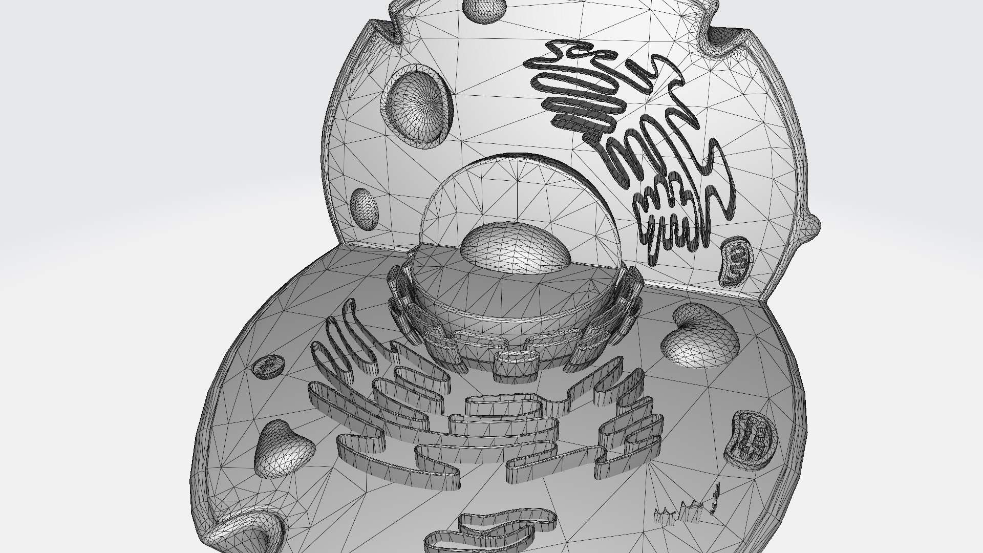 Animal Cell 3D Model - TurboSquid 2293025