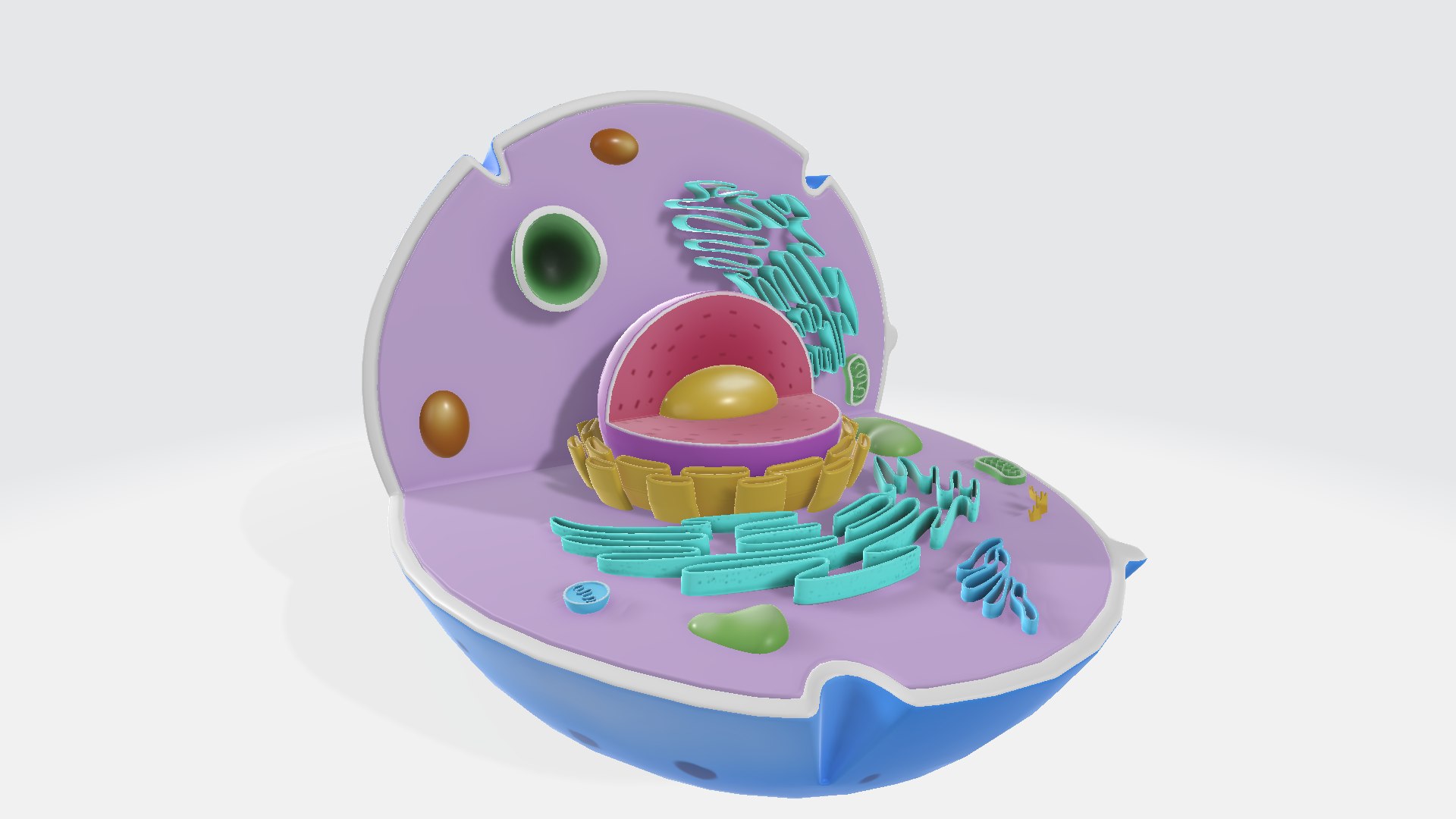 Animal Cell 3D Model - TurboSquid 2293025